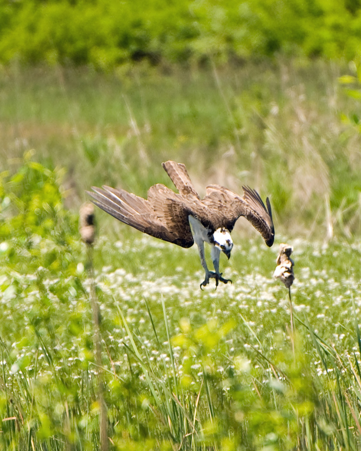 An Osprey dives quickly in pursuit of its prey. | FWS.gov
