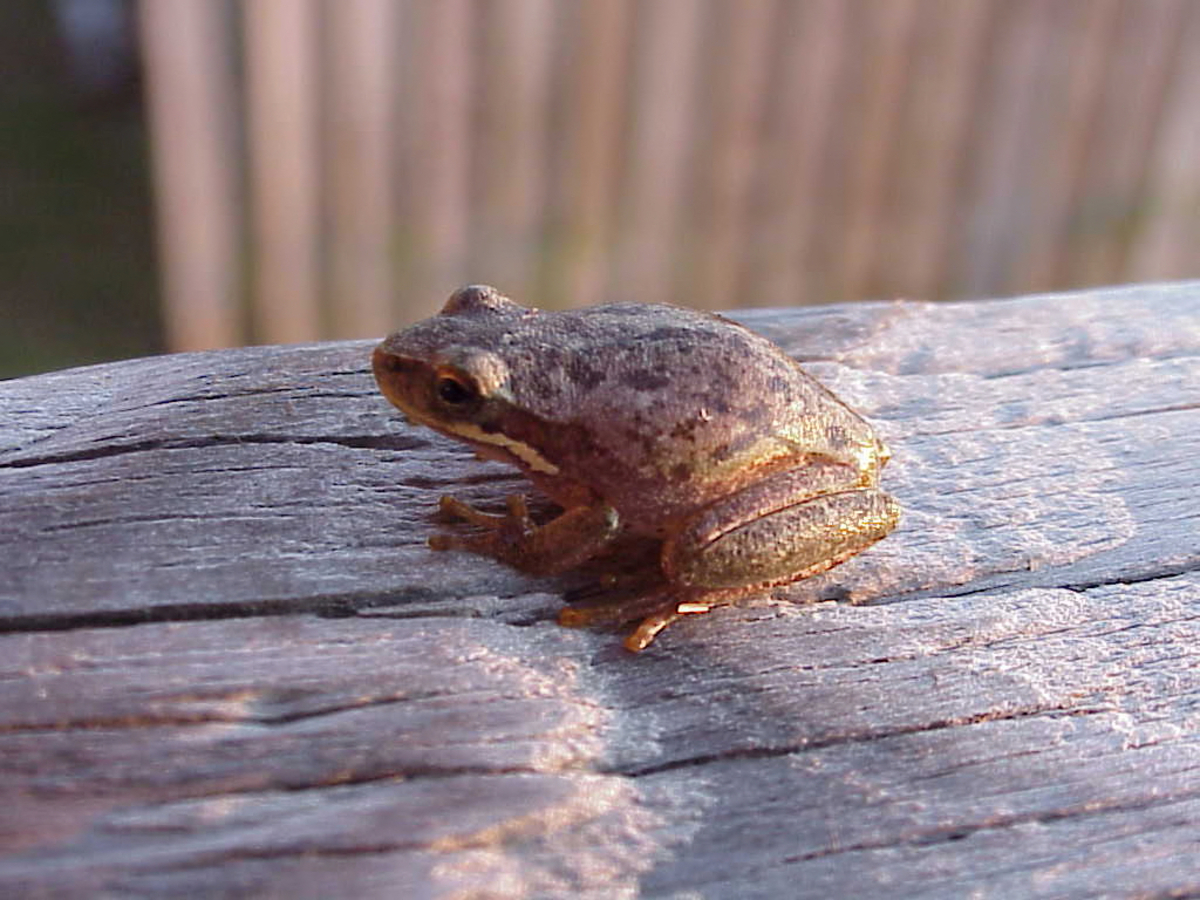 Chorus Frog | FWS.gov