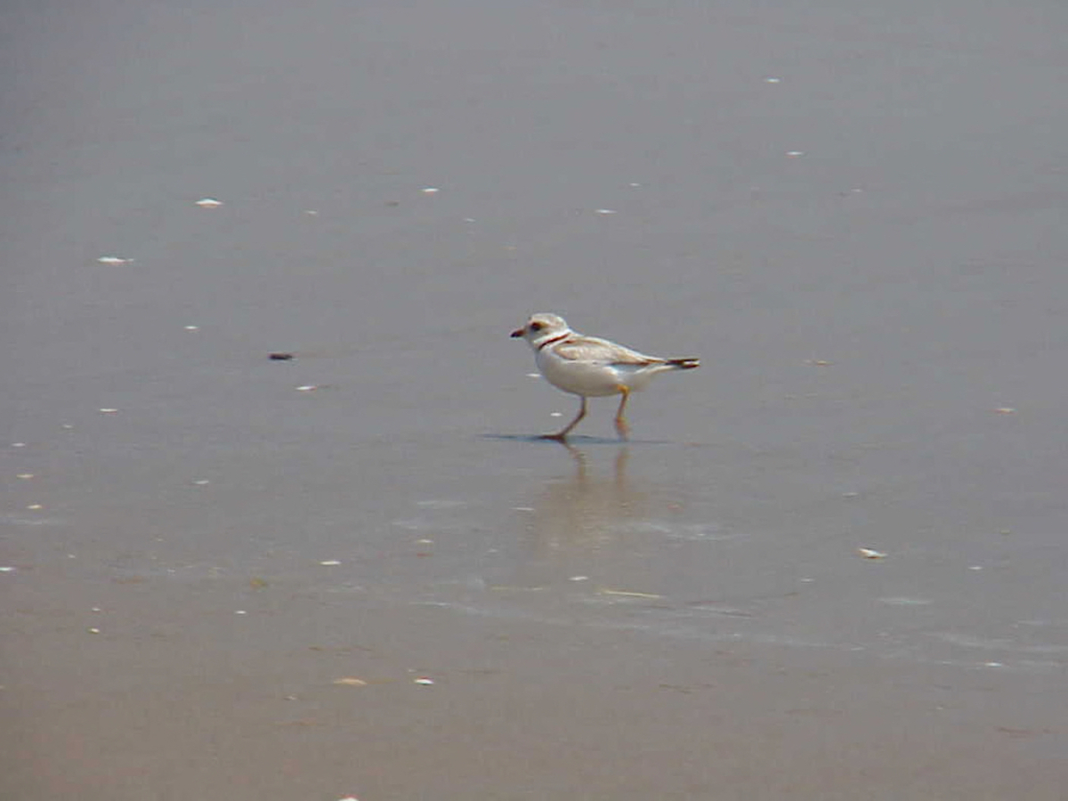 Piping plover | FWS.gov