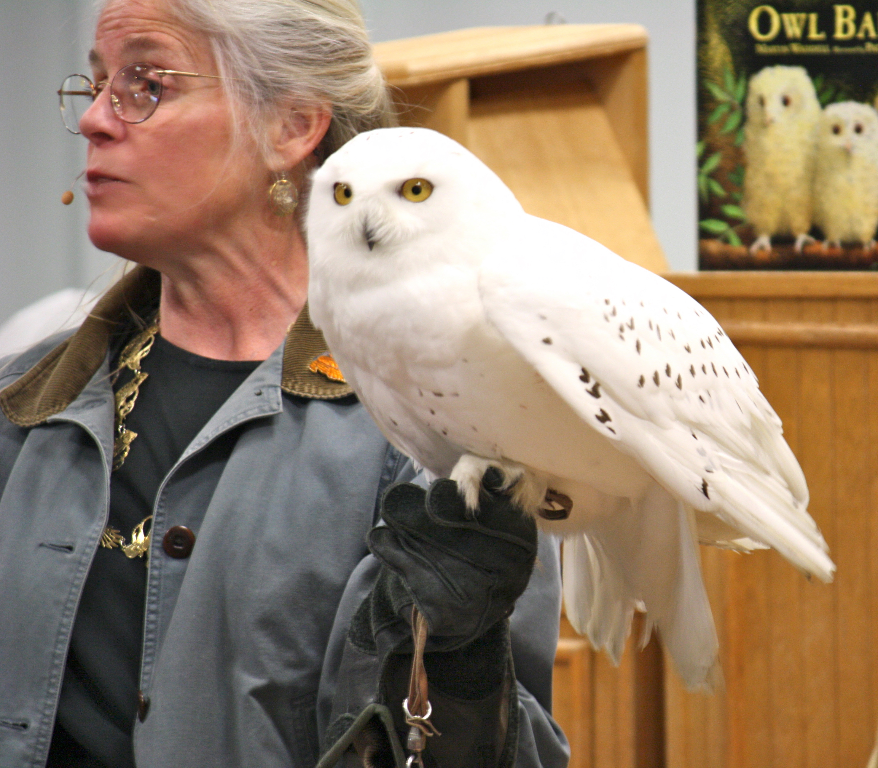 Snowy Owl | FWS.gov