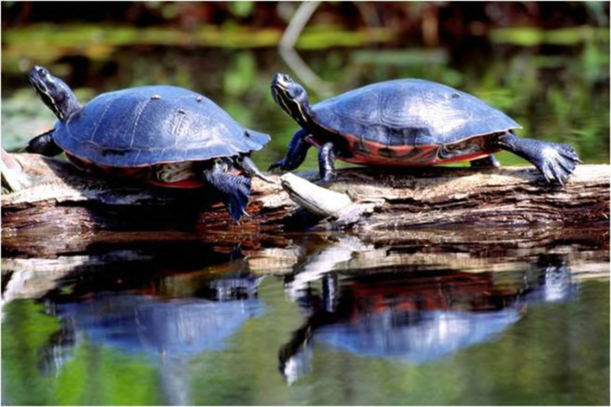 Basking Northern Red-Belllied Cooters | FWS.gov