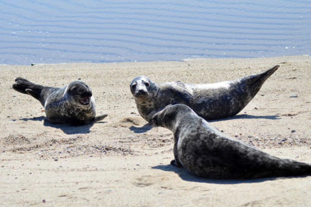 Seals | FWS.gov