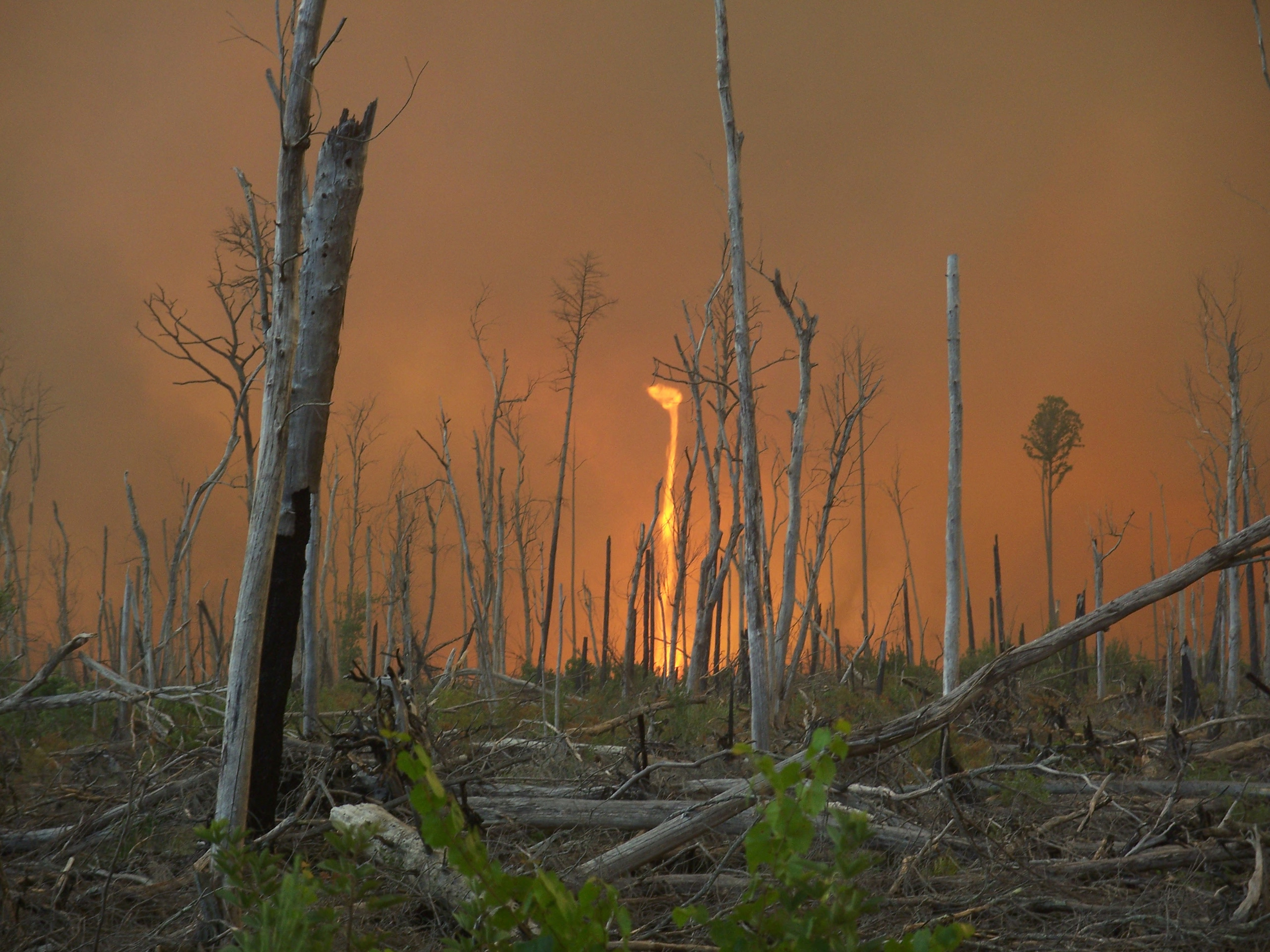 Fire Whorl | FWS.gov
