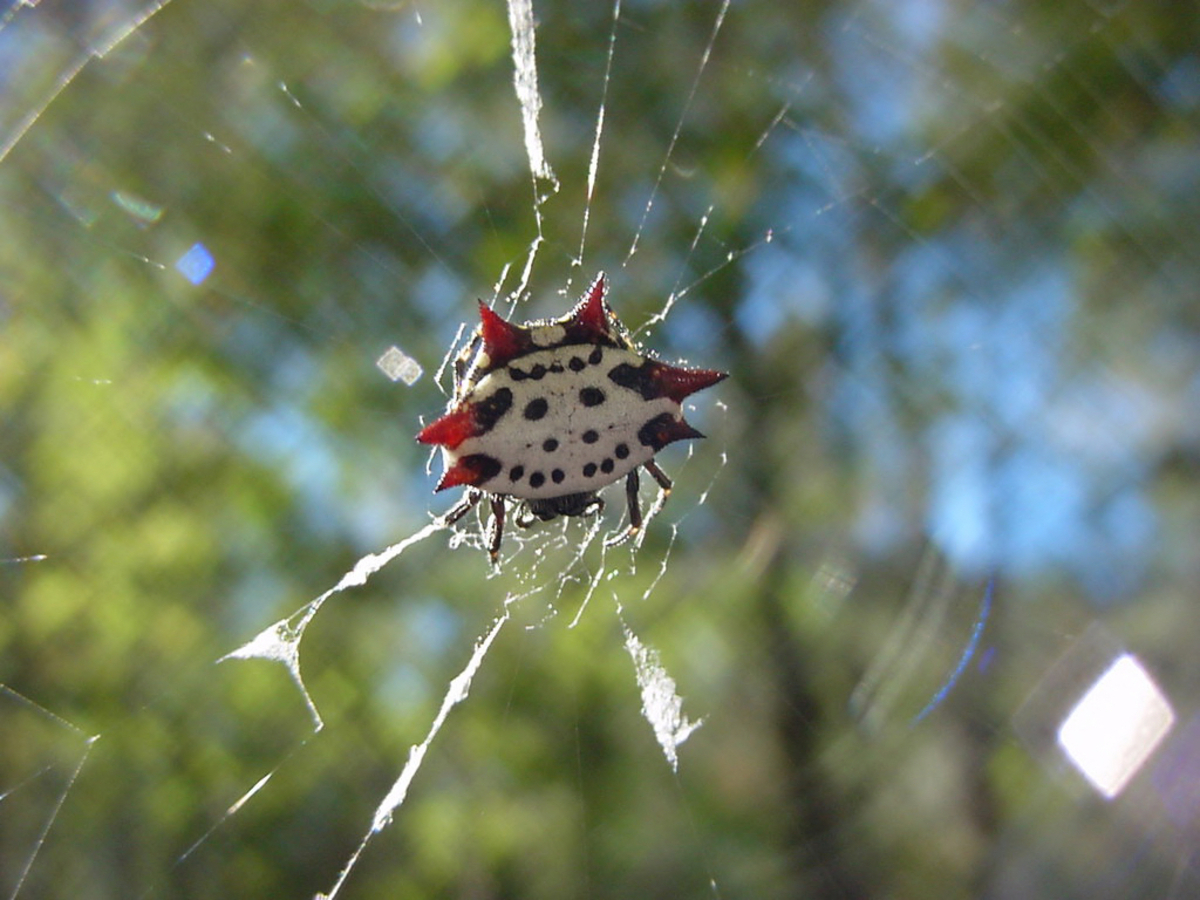 Spiny orb-weavers | FWS.gov