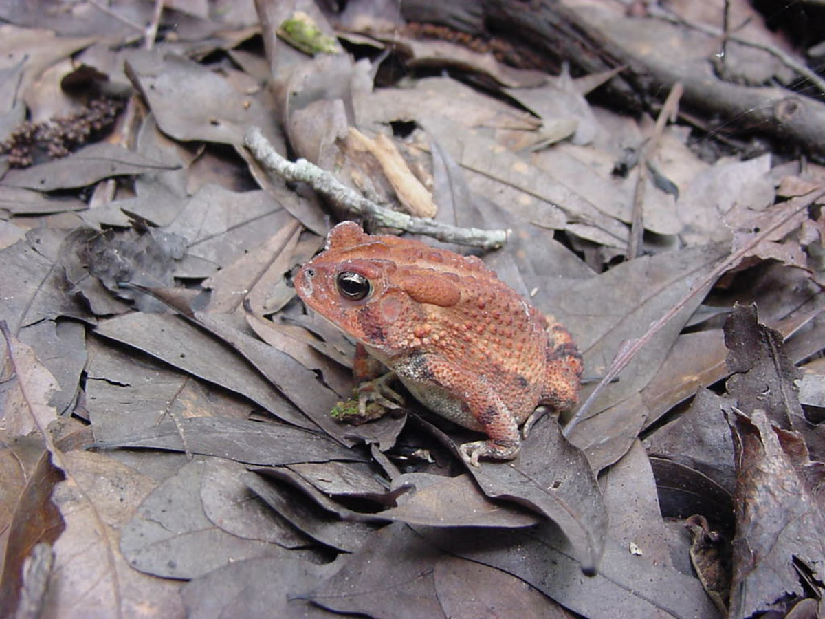 Toad sitting on a bed of leaves | FWS.gov
