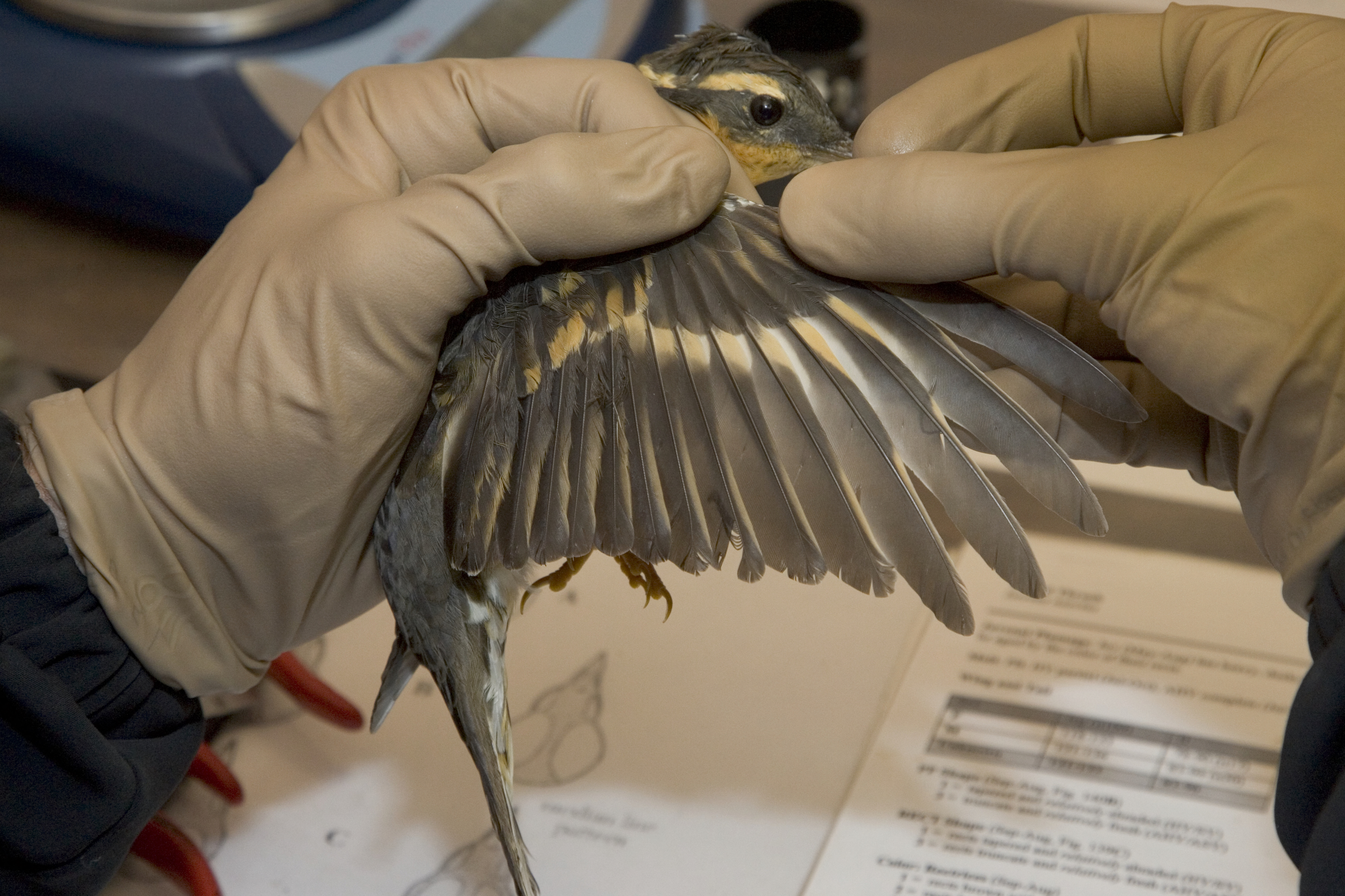 Biologist examining wings on a Varied thrush | FWS.gov