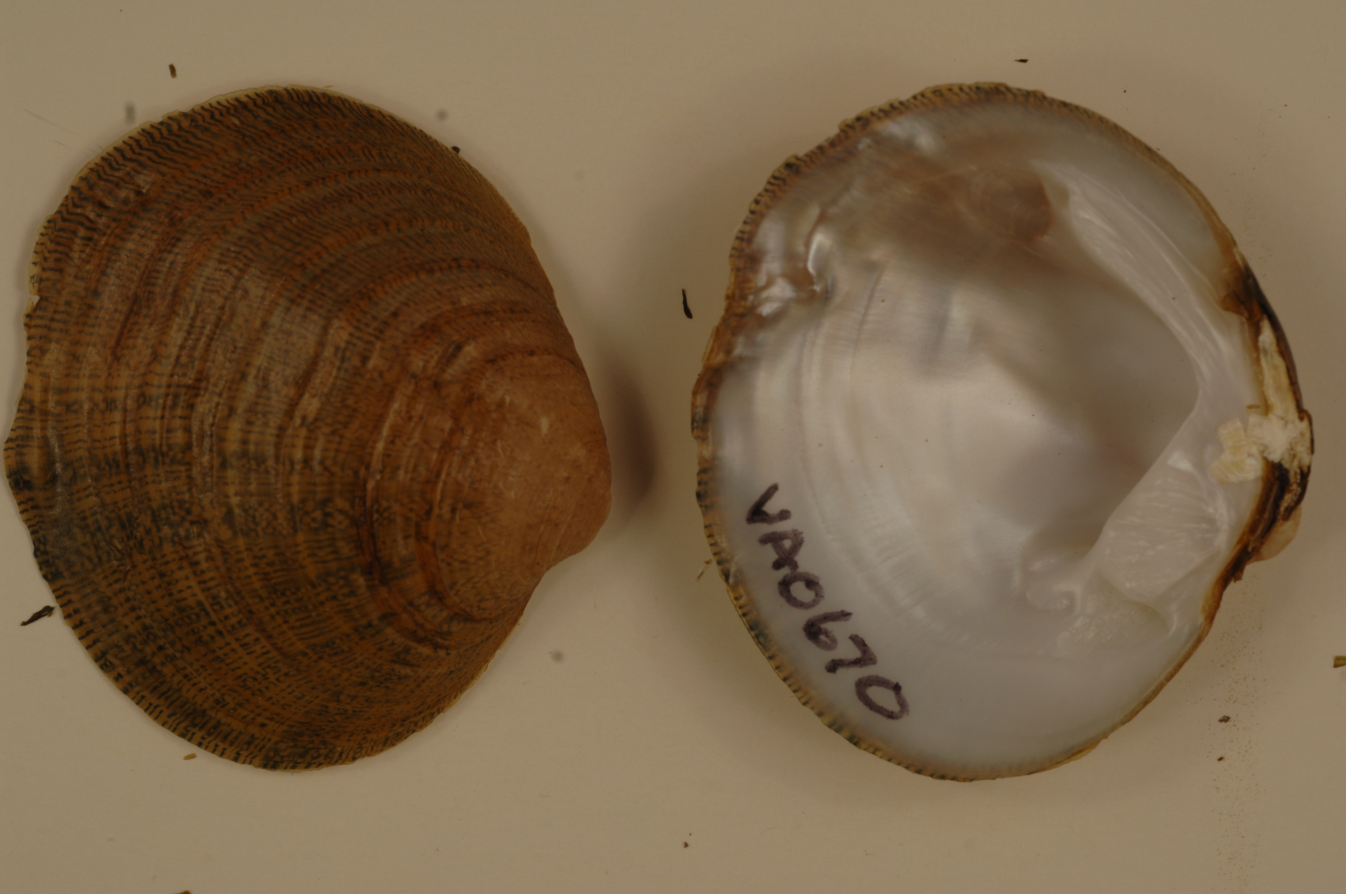 Dromus dromas | FWS.gov