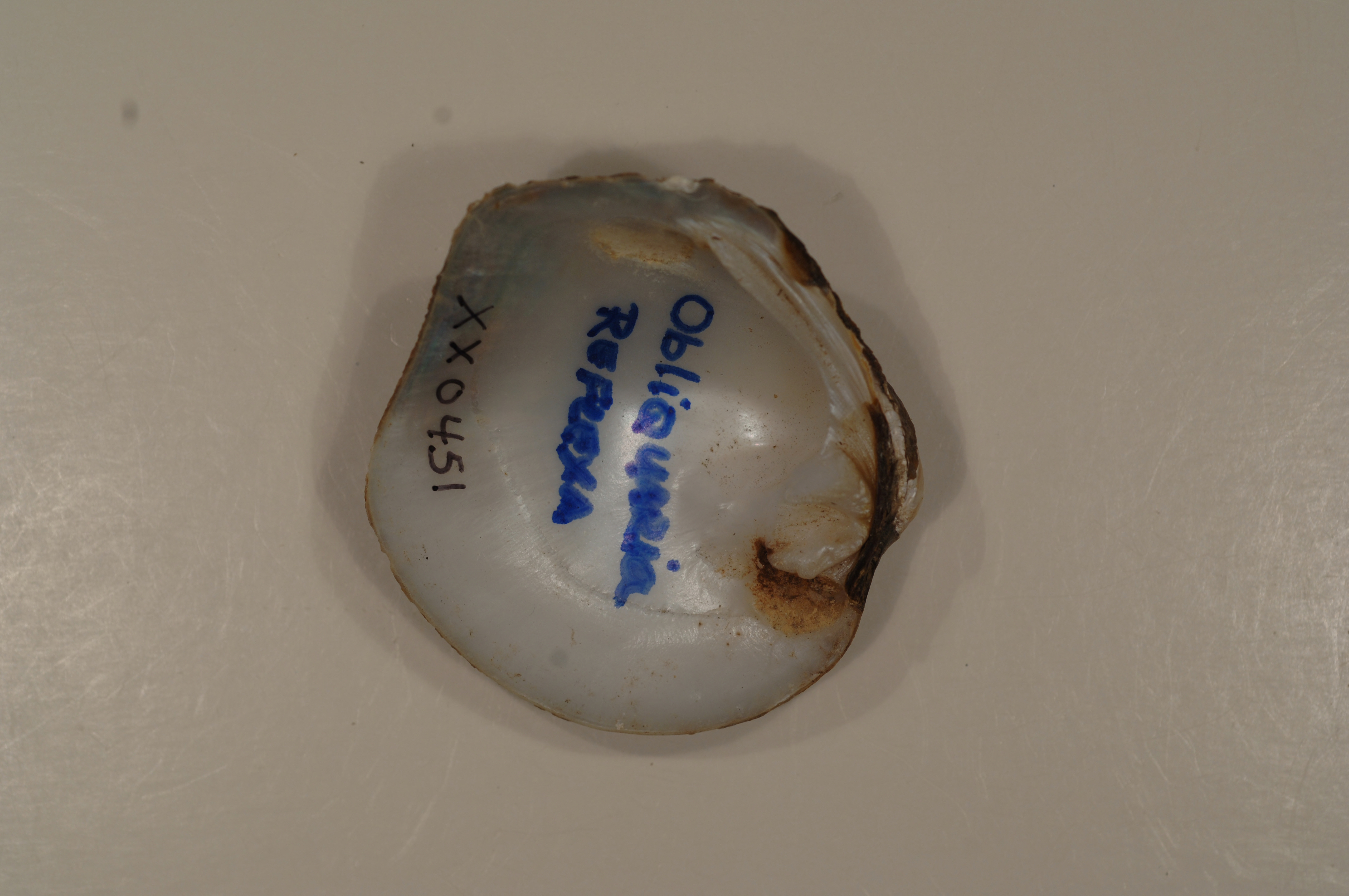 Threehorn wartyback (inside) | FWS.gov