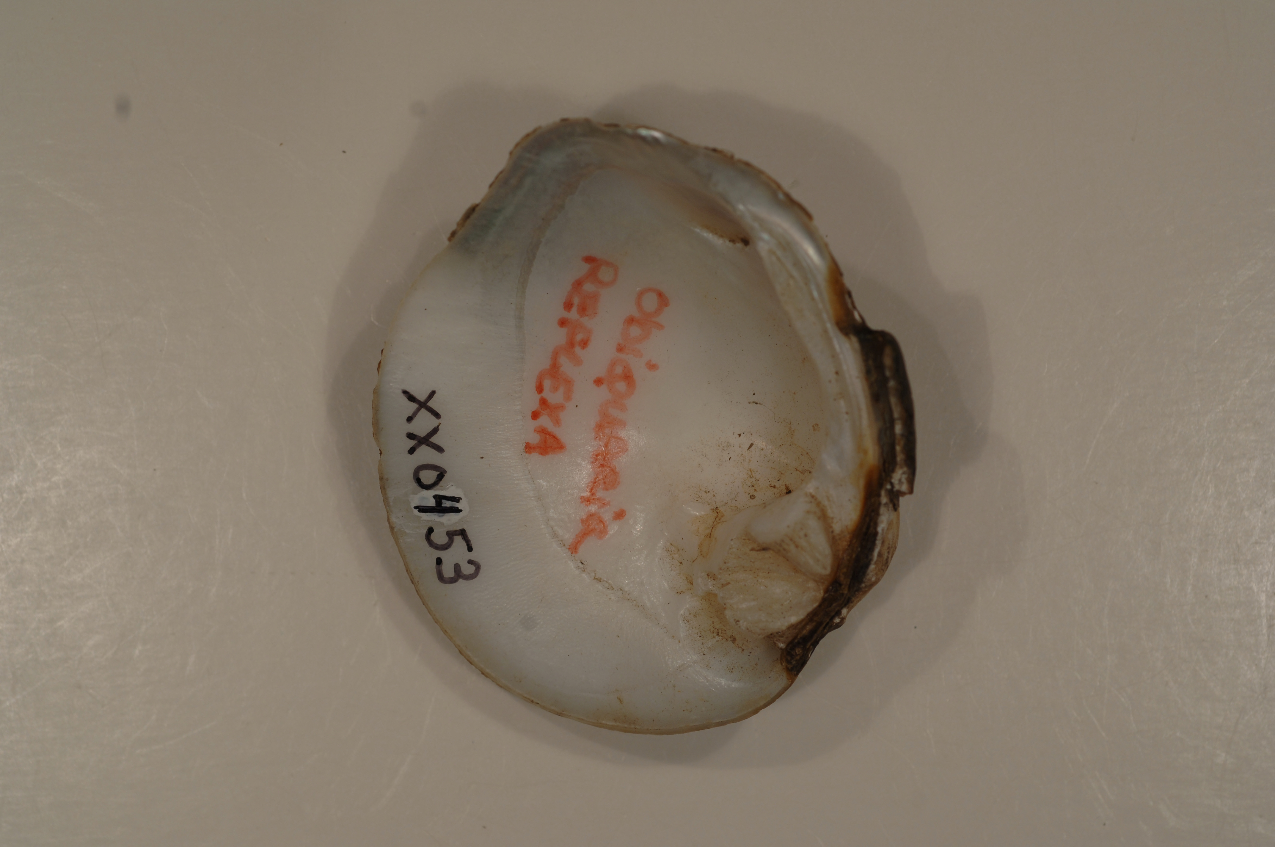 Threehorn wartyback (inside) | FWS.gov