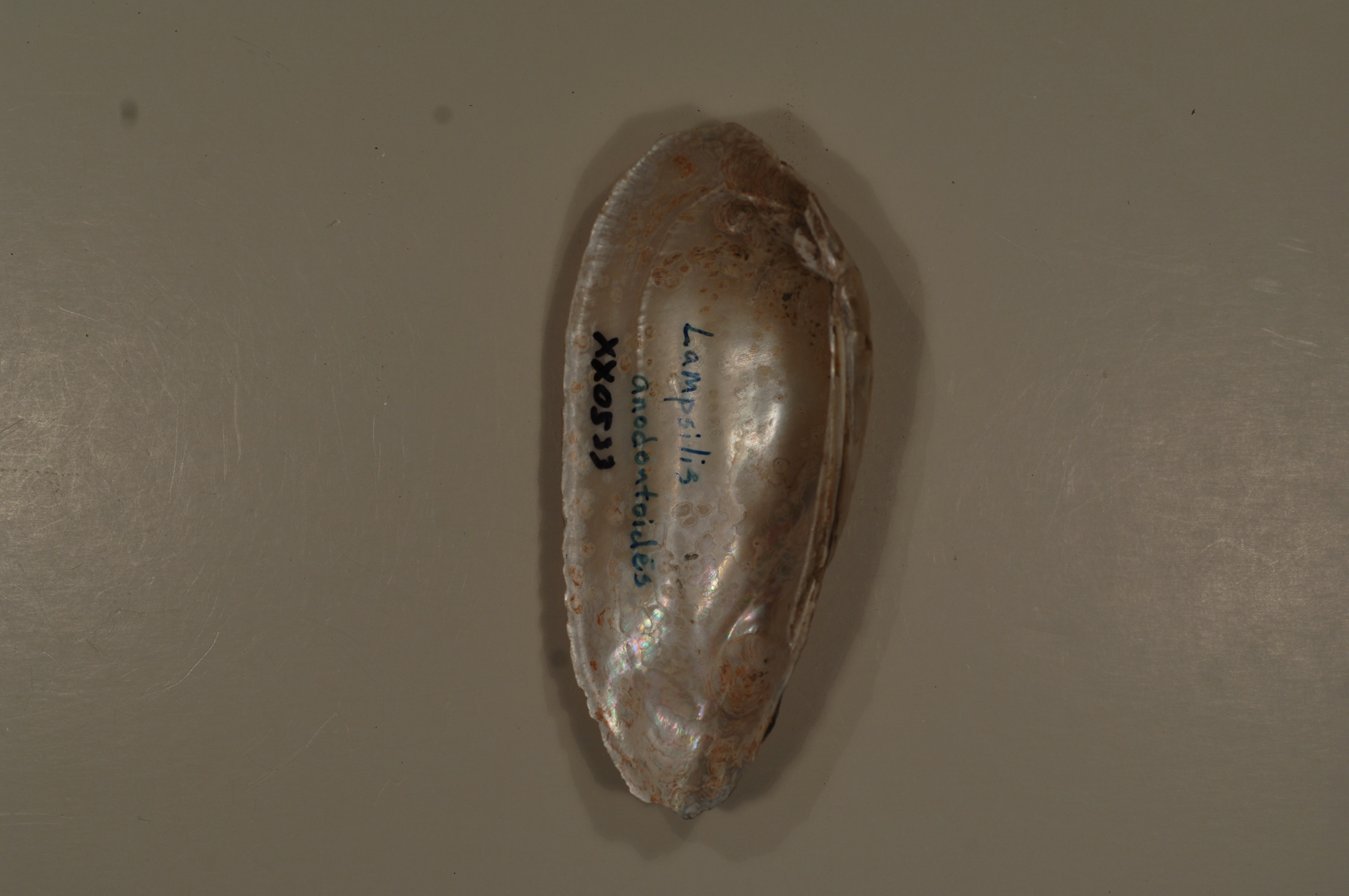 Yellow sandshell (inside) | FWS.gov