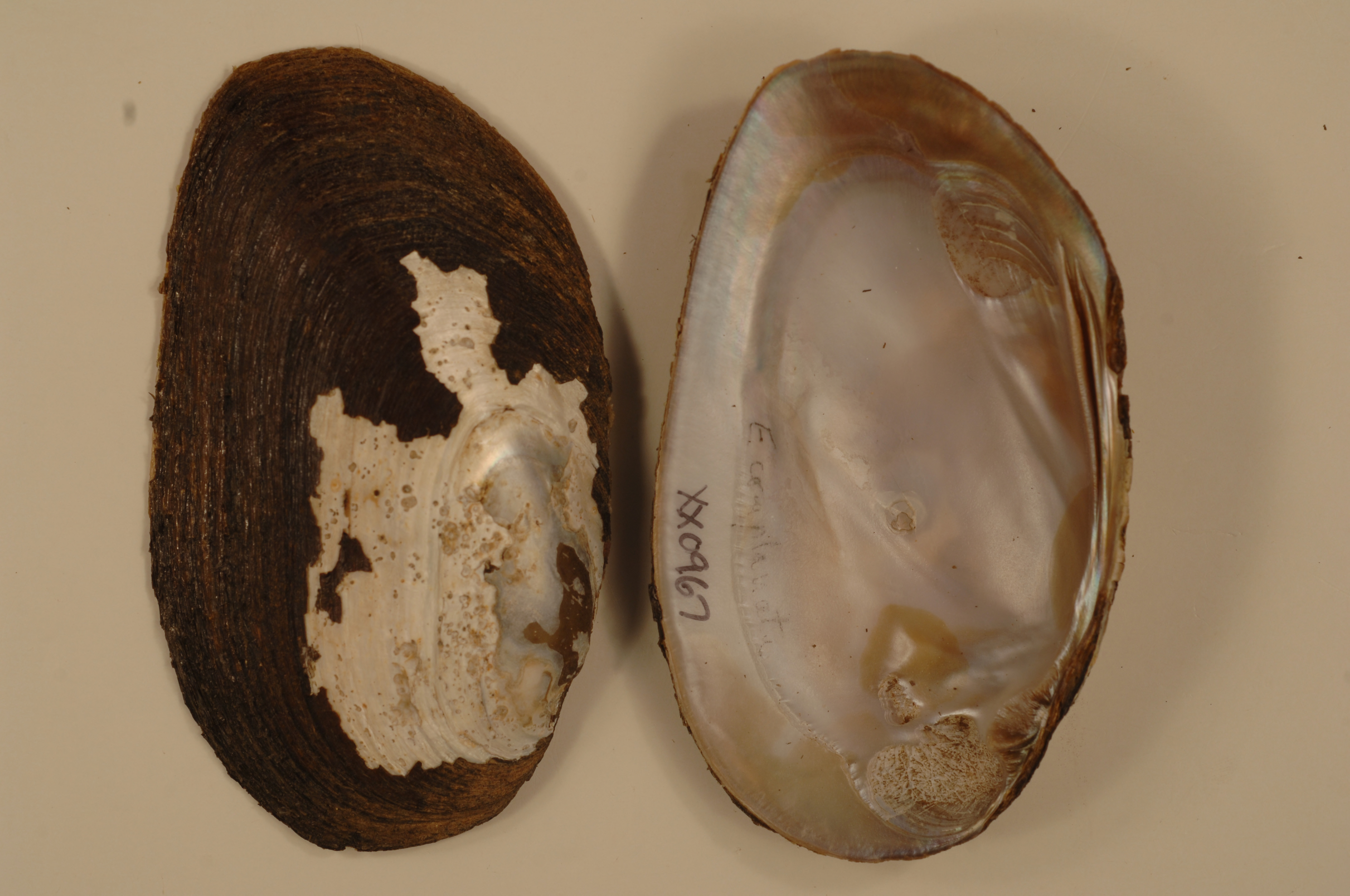 Elliptio complanata | FWS.gov