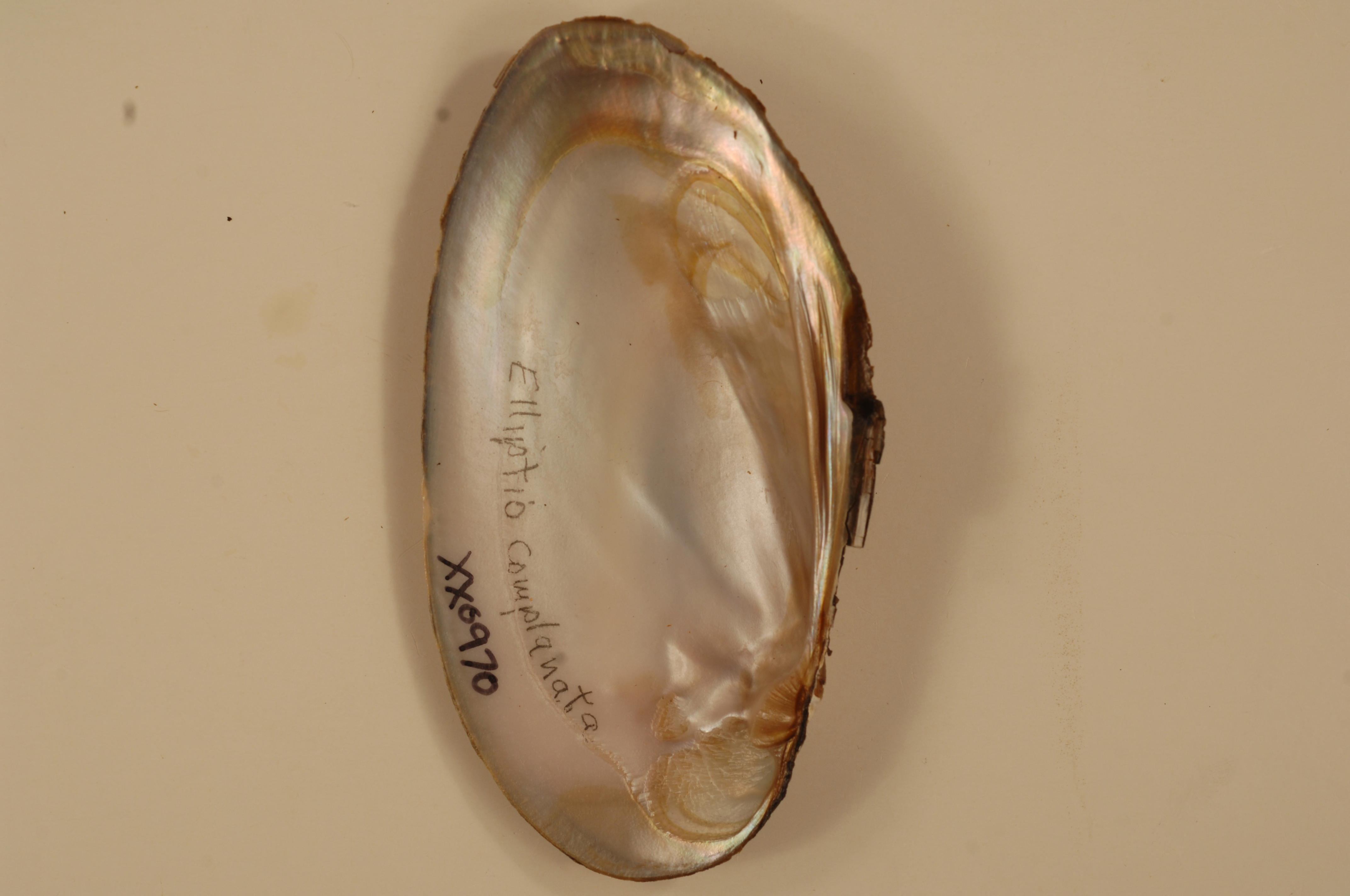 Elliptio complanata (inside) | FWS.gov