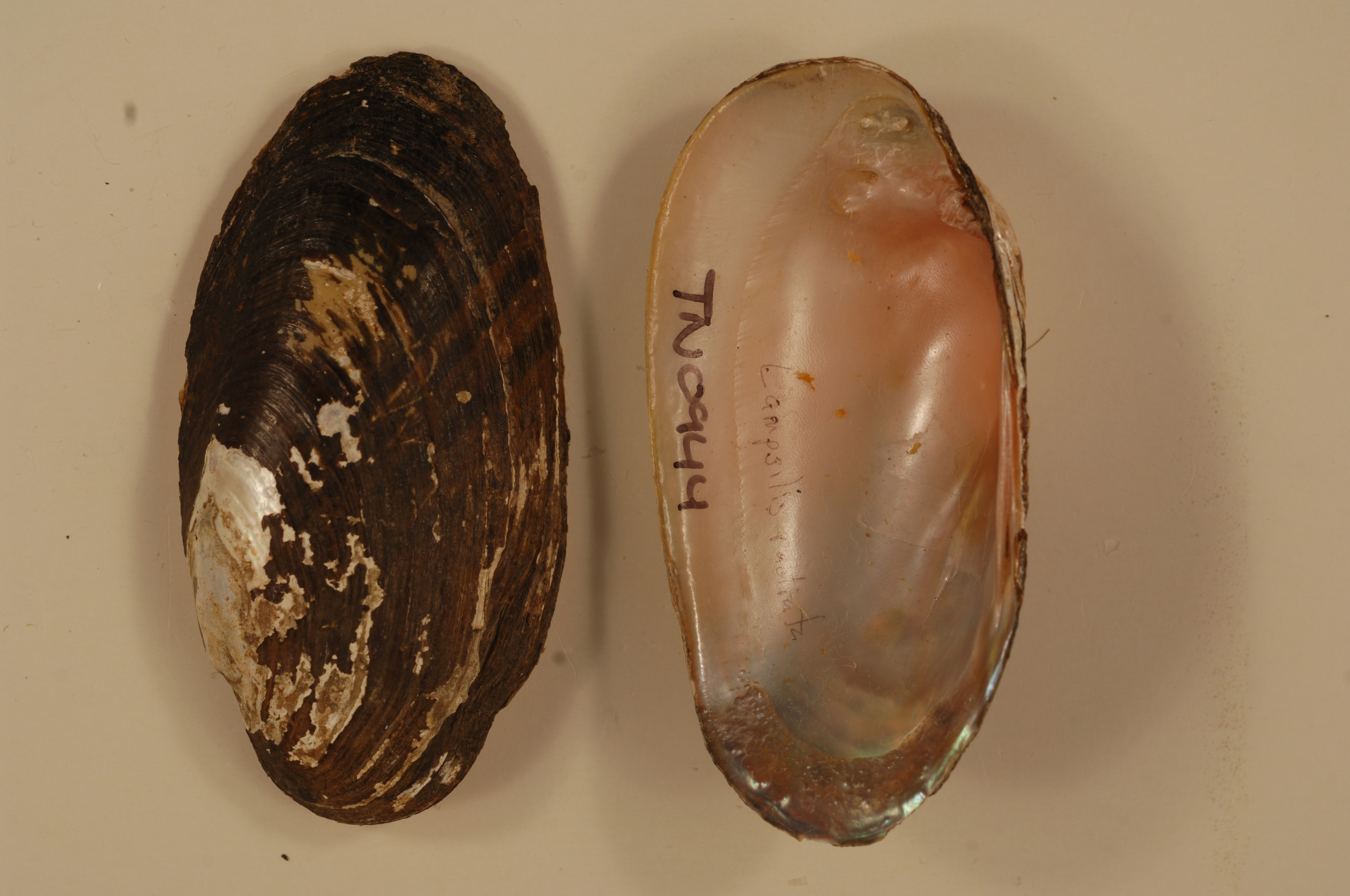 Eastern lampmussel | FWS.gov