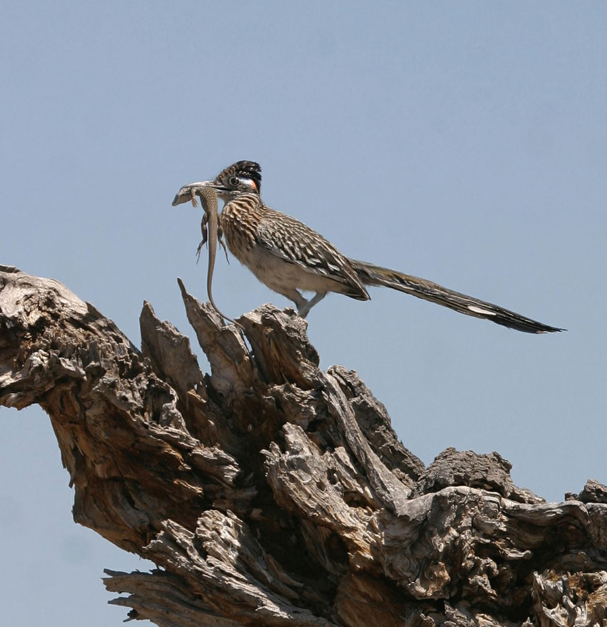 Greater Roadrunner | FWS.gov