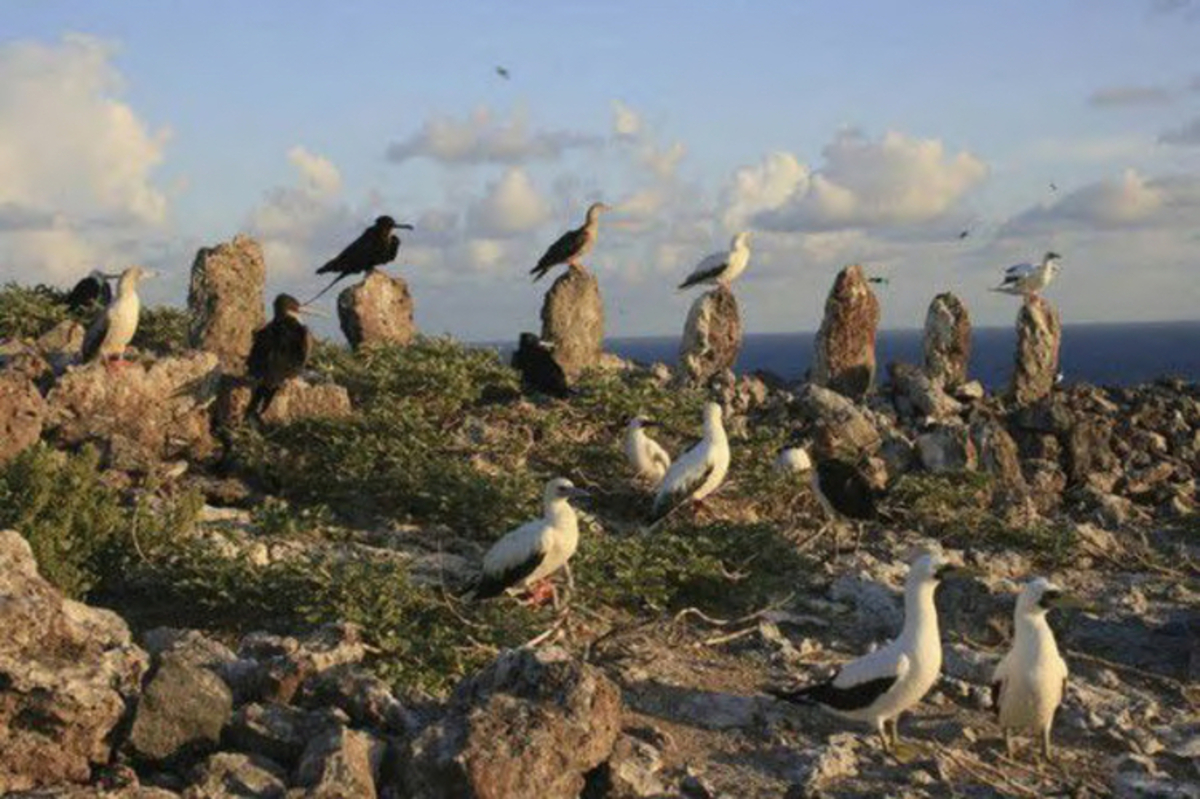 Shorebirds at a proposed wilderness area, Mokumanana, Hawaii | FWS.gov