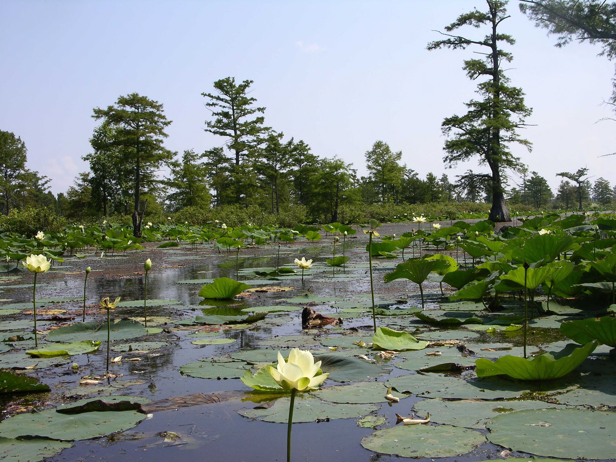 Wetland at Mingo National Wildlife Refuge | FWS.gov