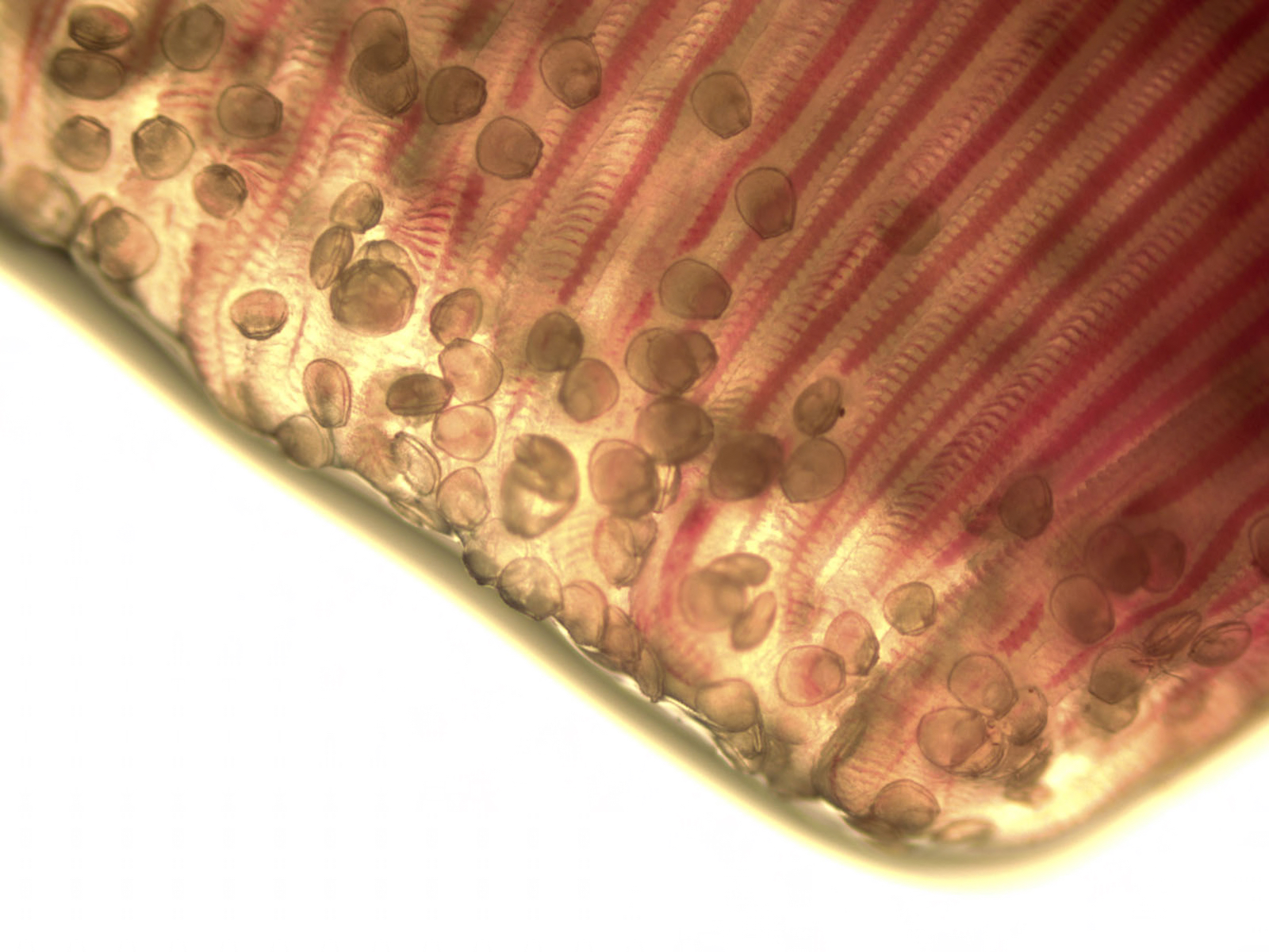 Glochidia of the plain pocketbook attached to the gill filaments of a ...