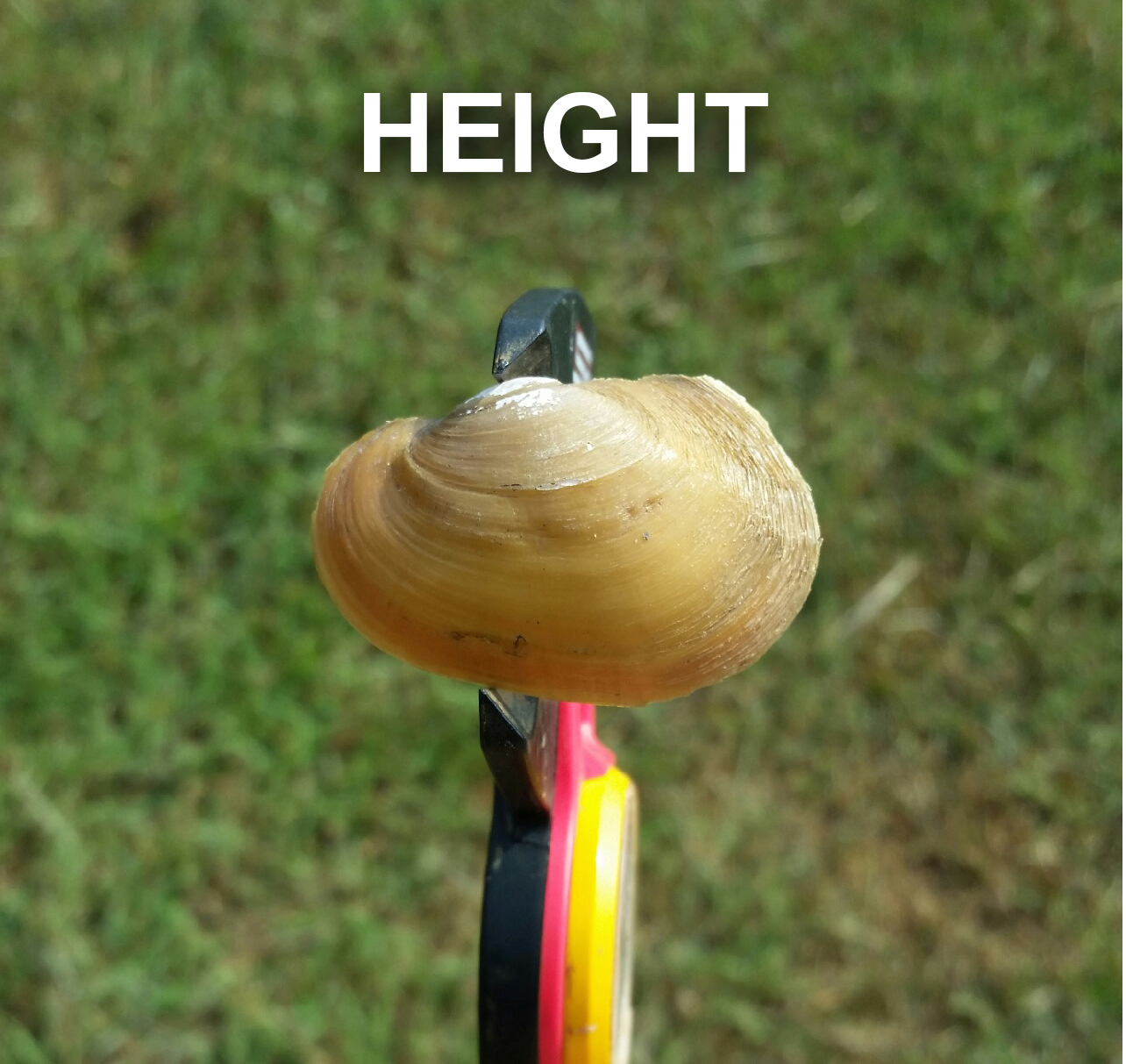 Measuring shell height | FWS.gov