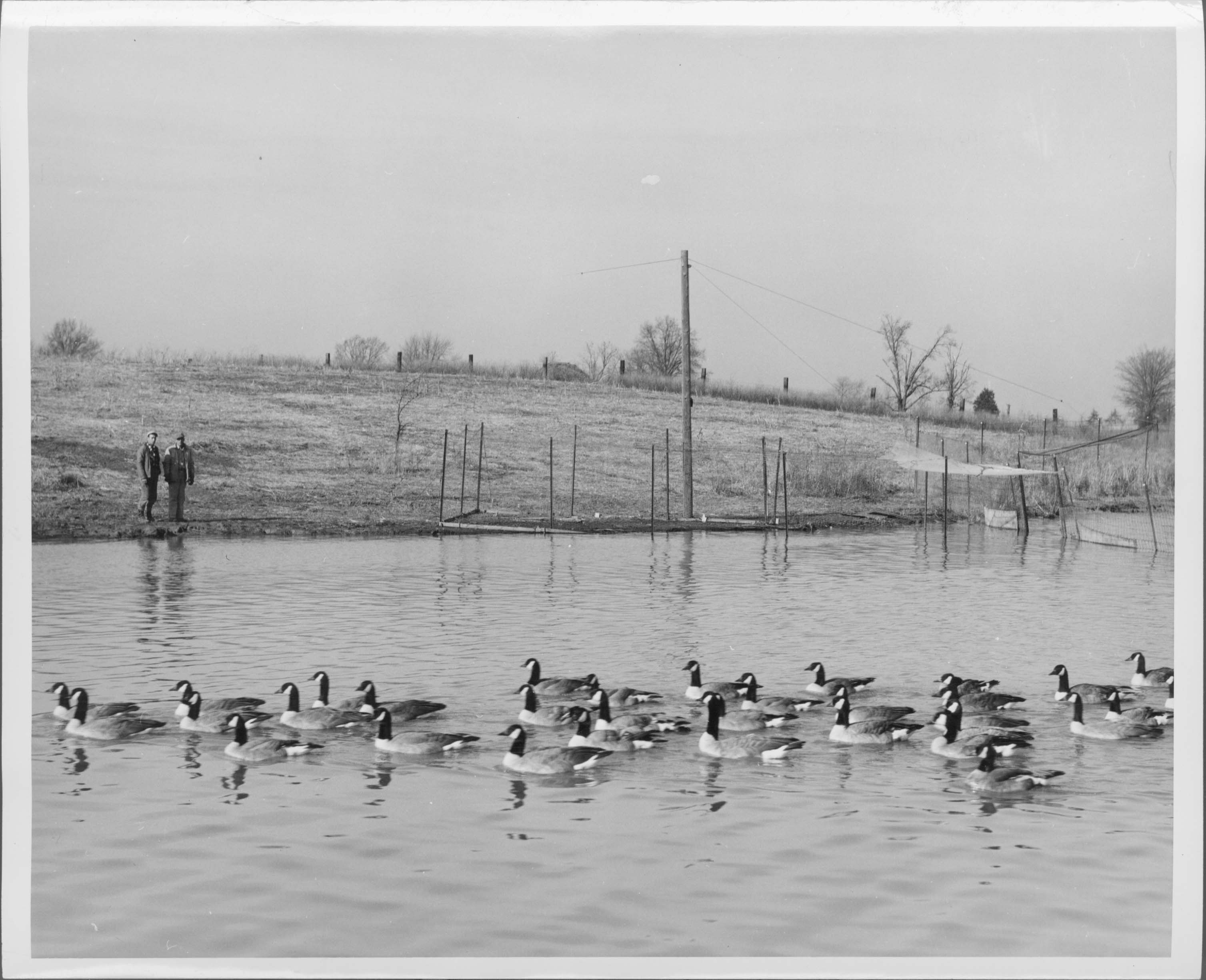 Canada Geese | FWS.gov