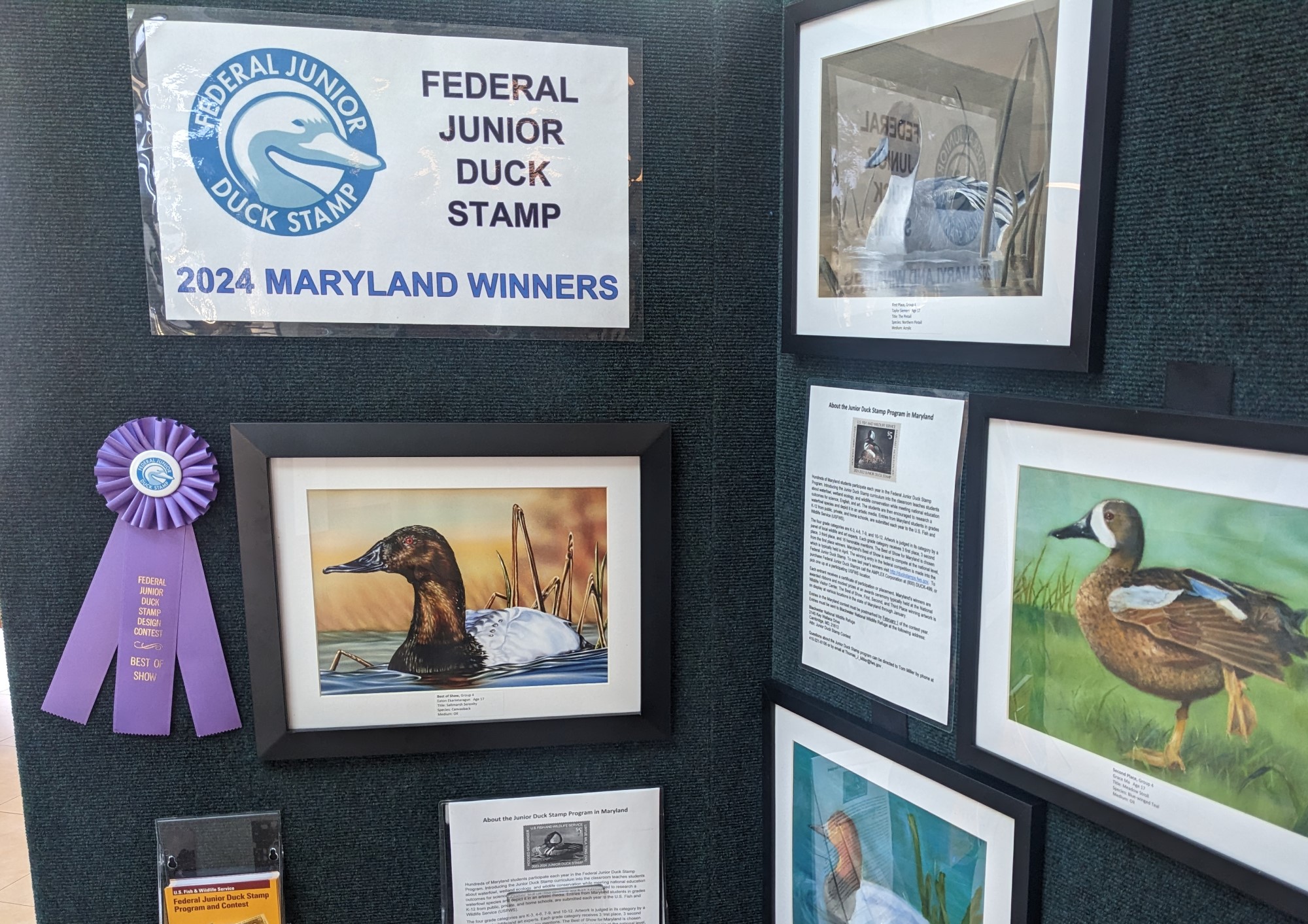 2024 Junior Duck Stamp Display at Blackwater NWR | FWS.gov