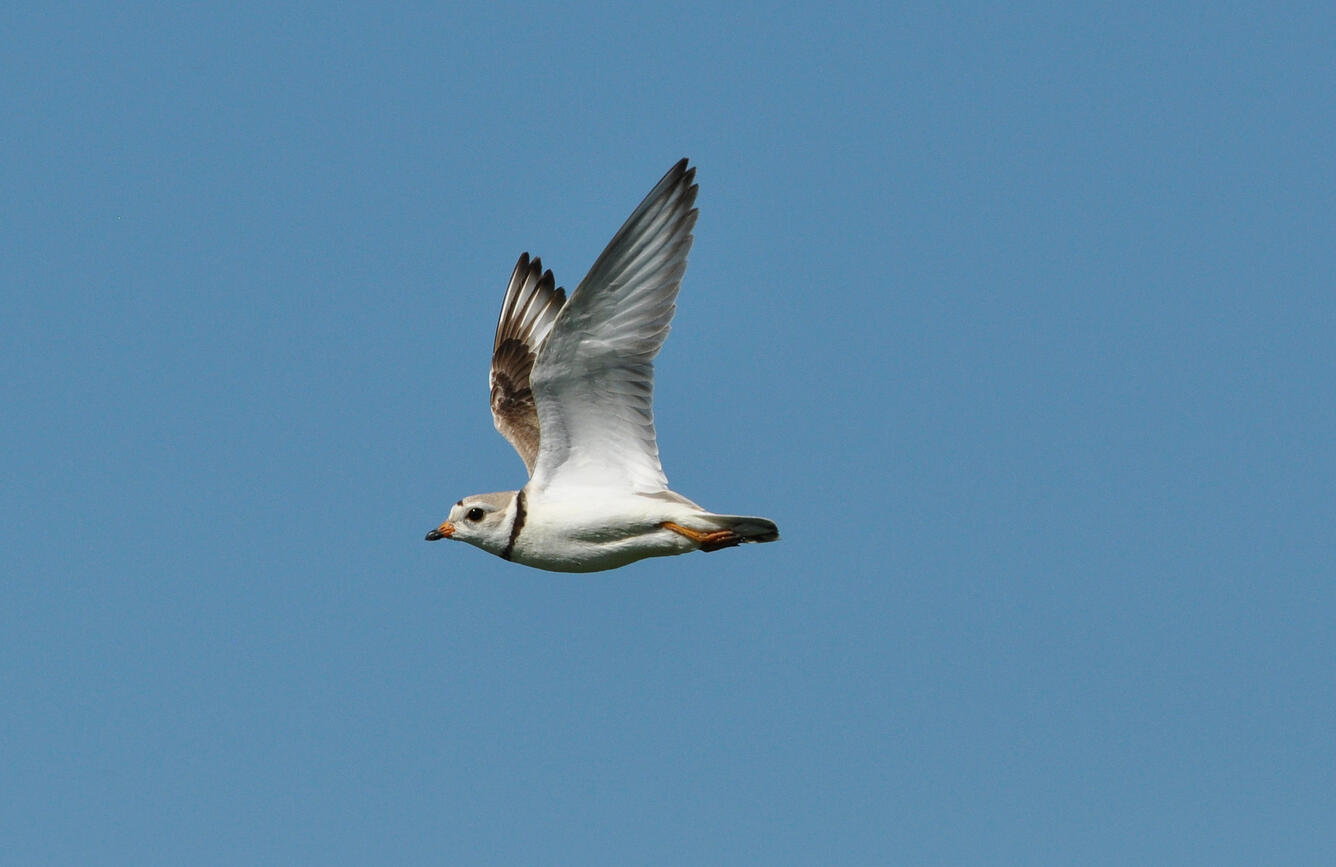 Piping plover in flight | FWS.gov