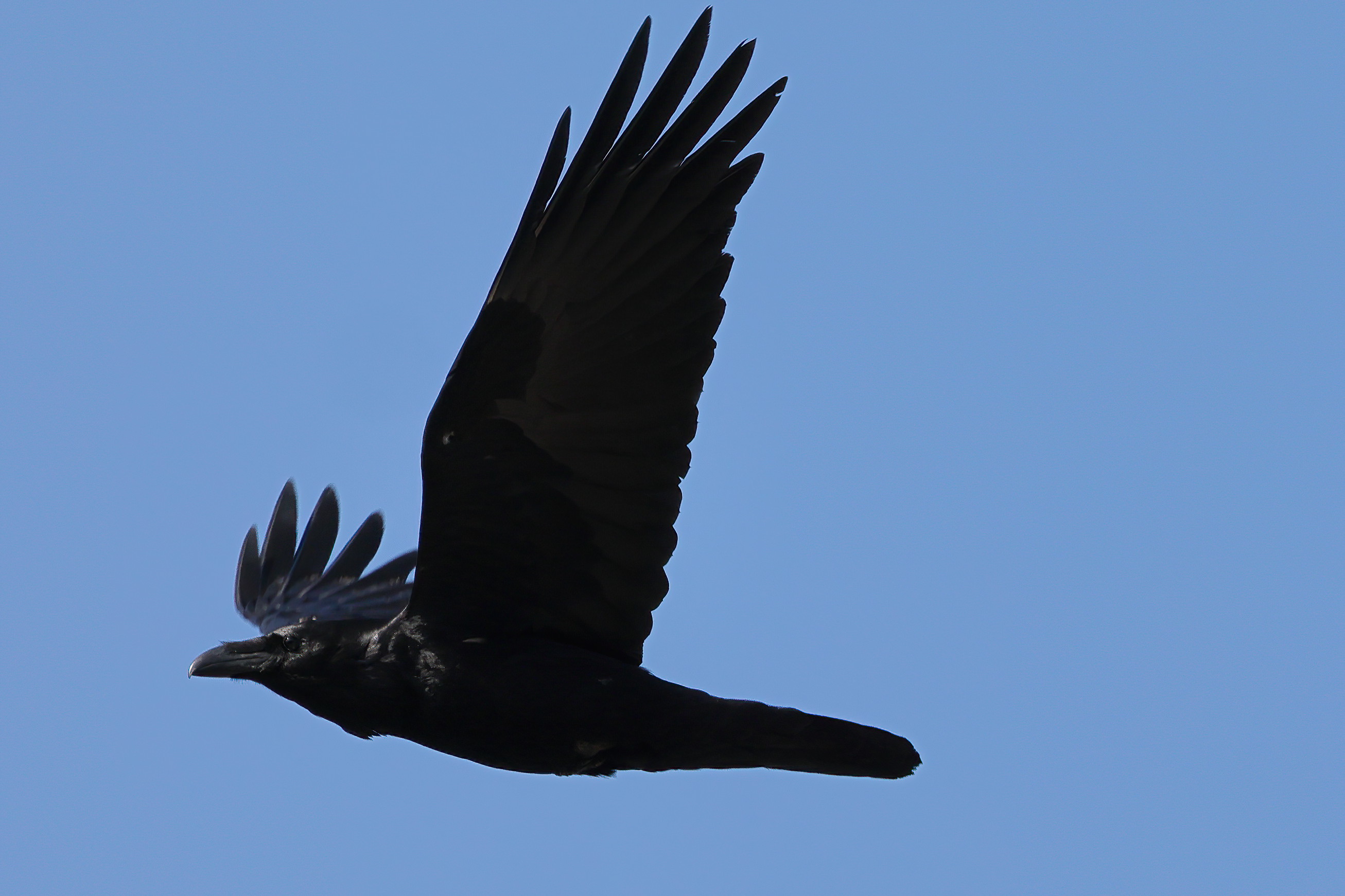 Turnbull NWR - Common Raven | FWS.gov