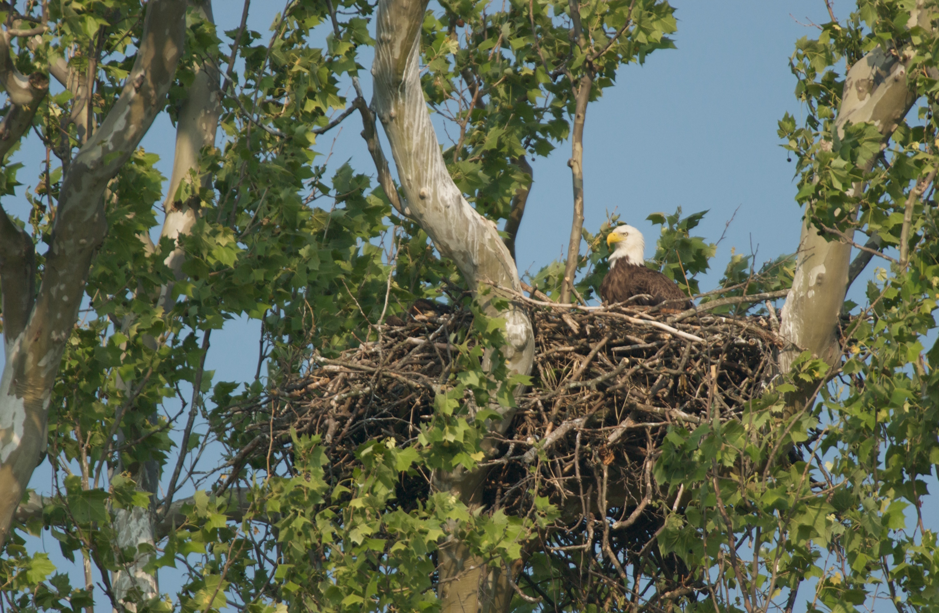 NCTC Bald Eagle Nest in Spring | FWS.gov