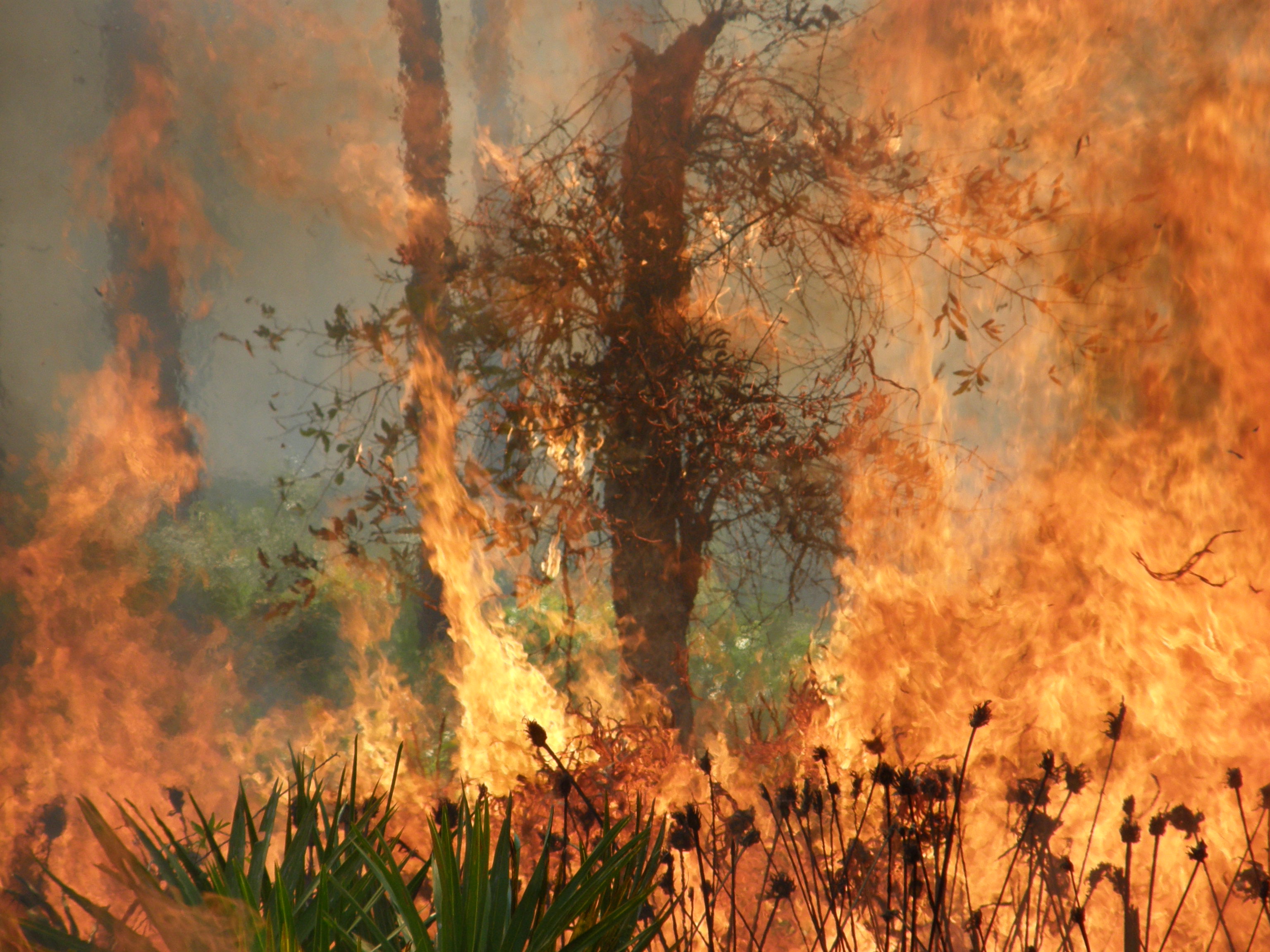 Big Turnaround Fire Close Up, 2007 | FWS.gov