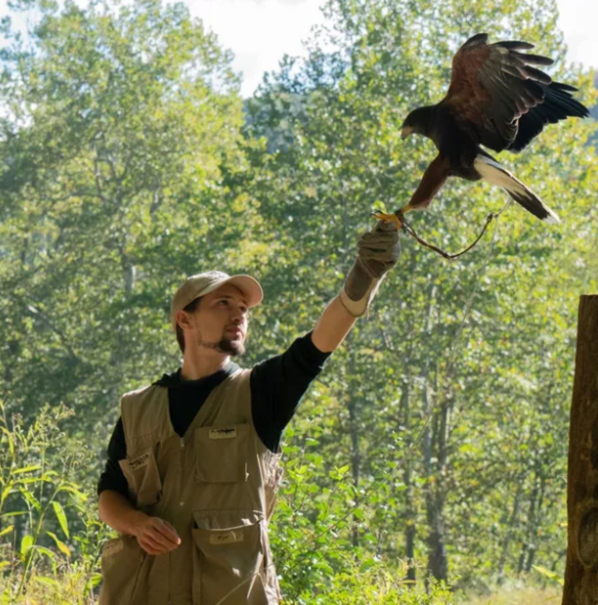 Master Falconer holding bird of prey from Laurel Fork Falconry | FWS.gov
