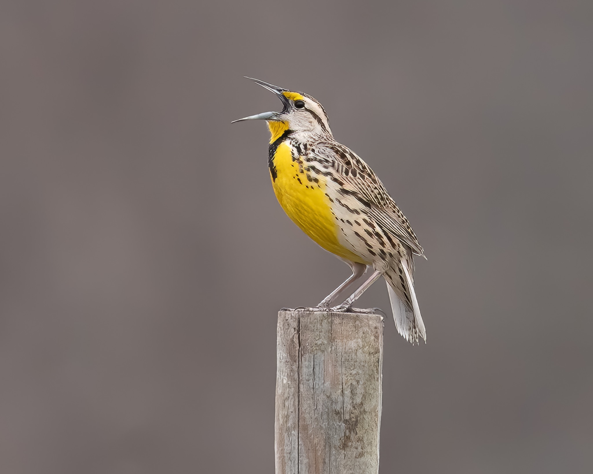 Eastern Meadowlark | FWS.gov