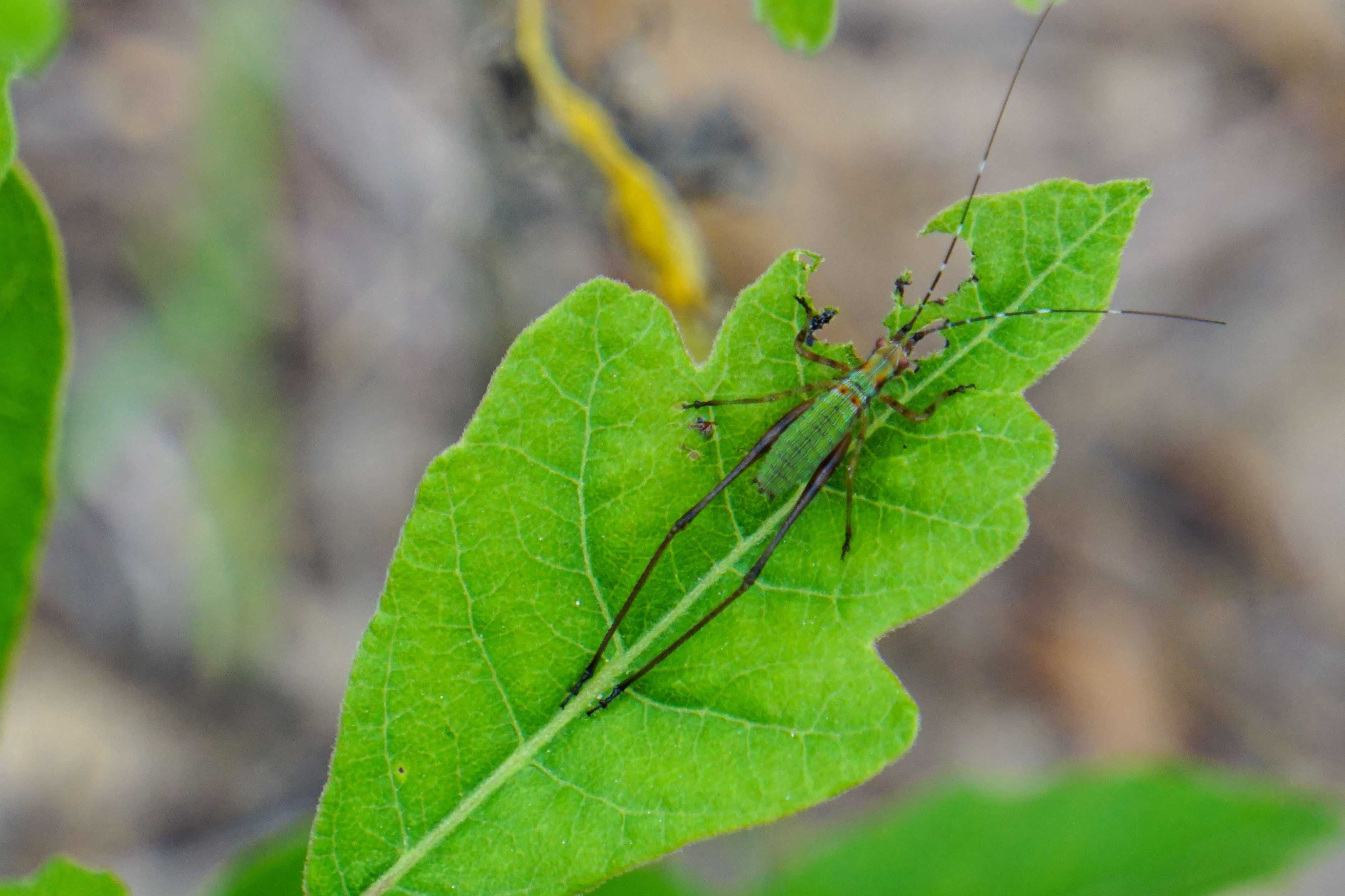 A katydid nymph eating poison oak | FWS.gov