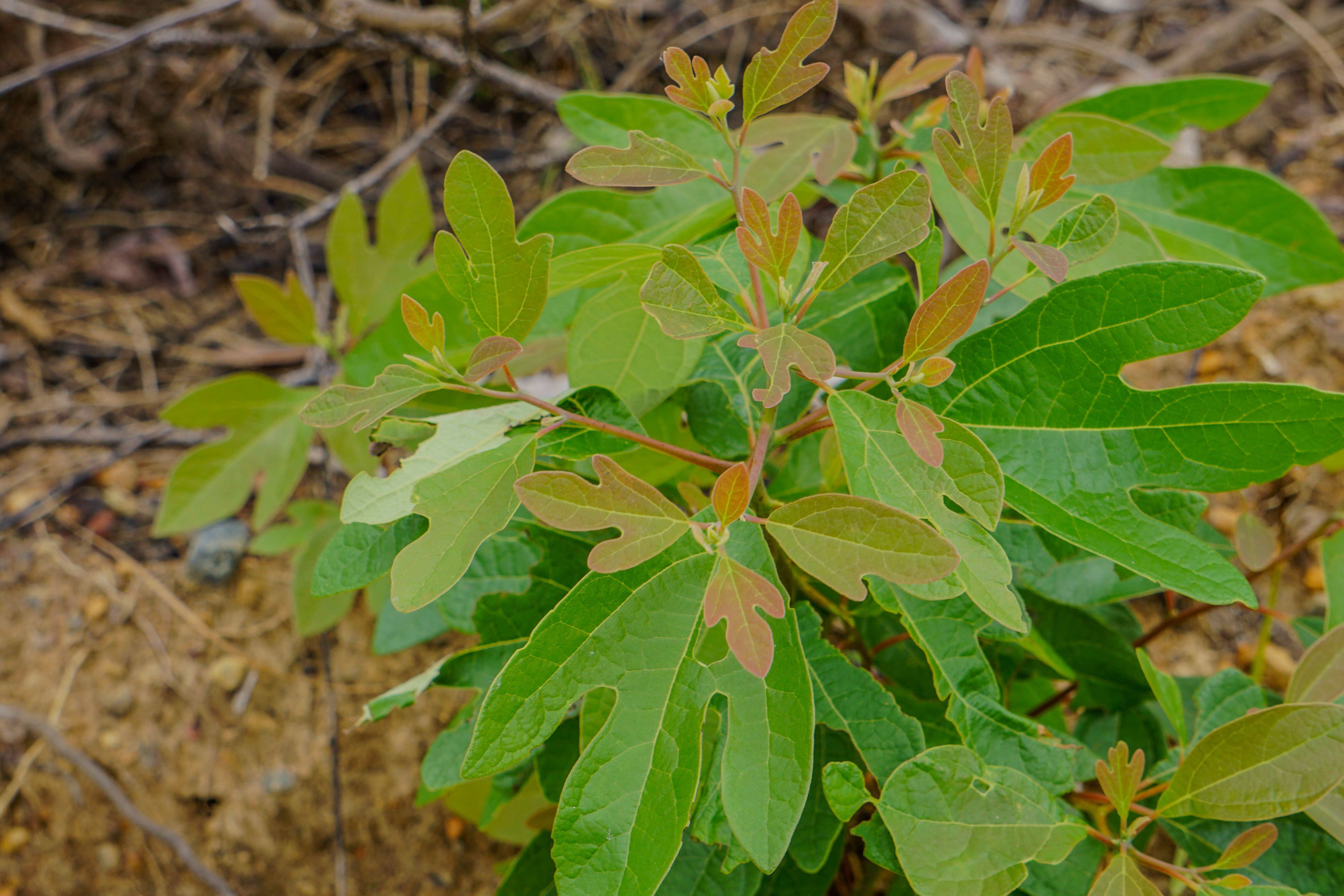 Sassafras in Kisatchie National Forest | FWS.gov