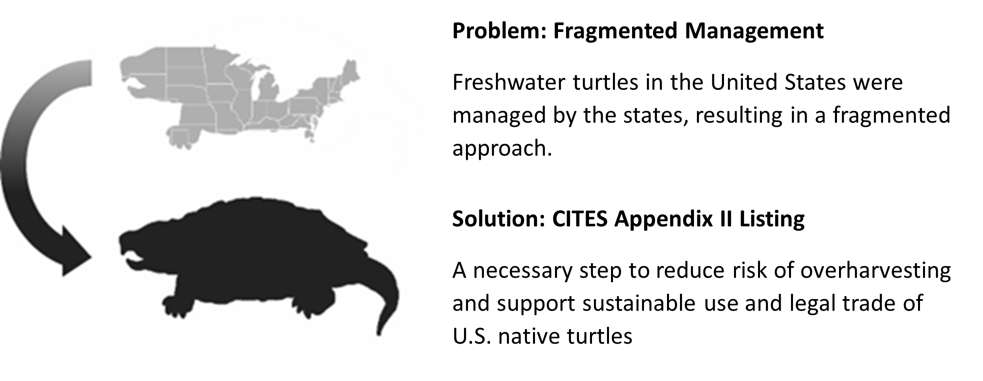 U.S. freshwater turtle infographic | FWS.gov
