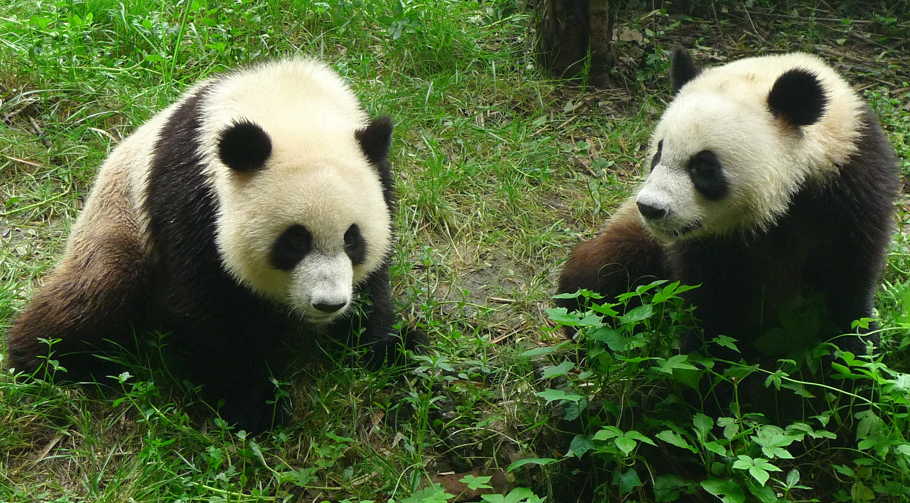 giant pandas | FWS.gov
