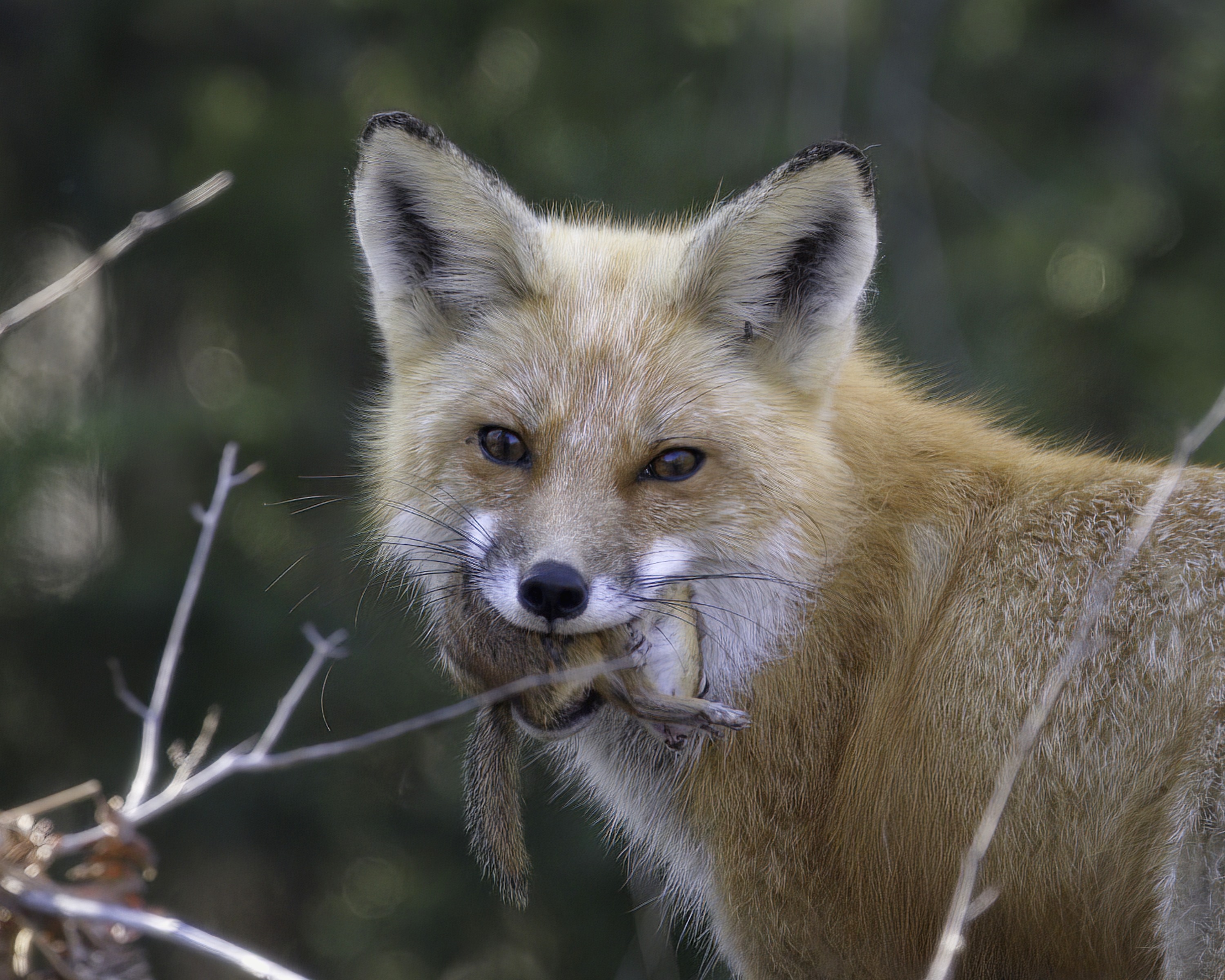 Red's Breakfast | FWS.gov