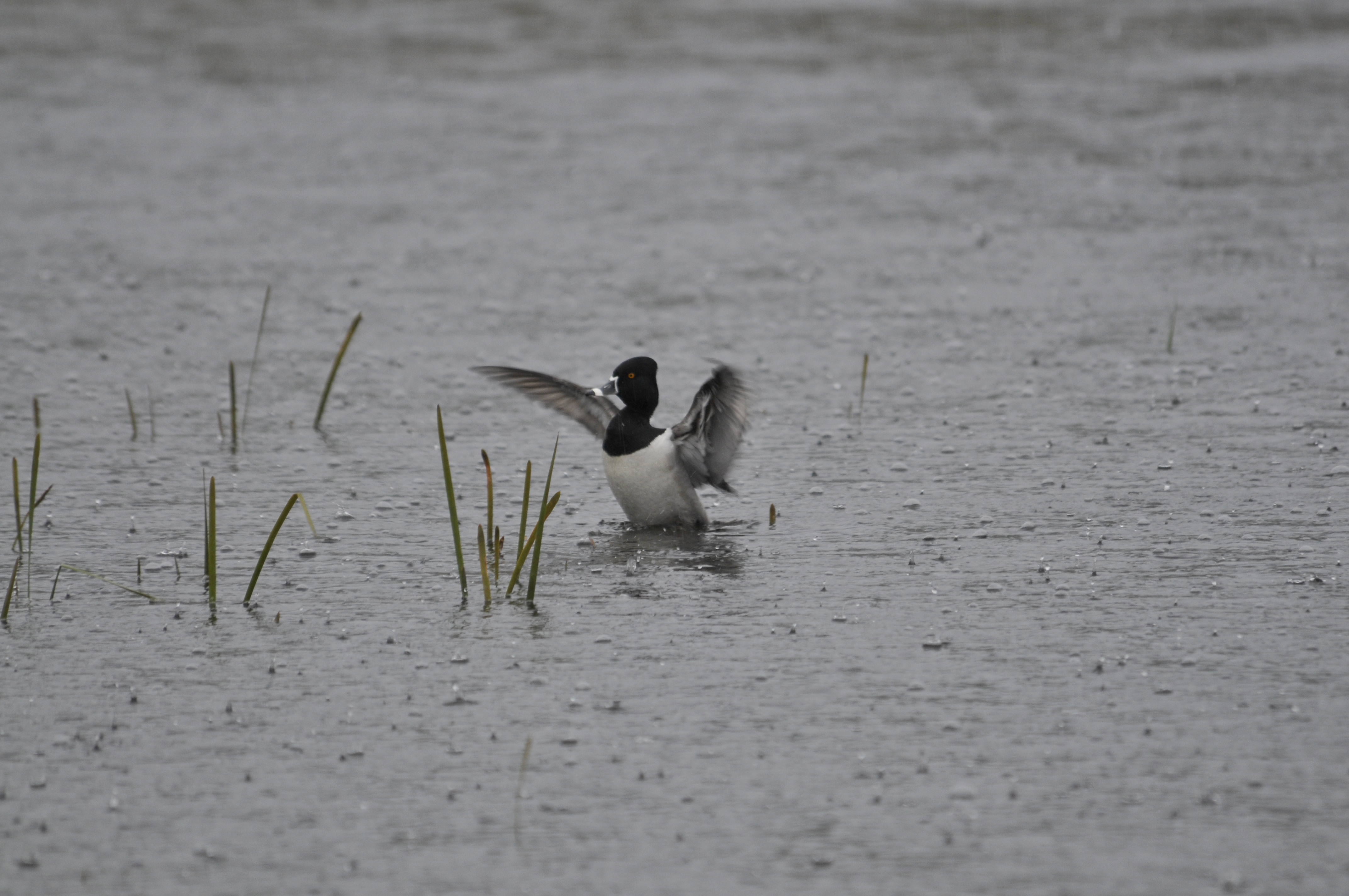 Male Ring-necked Duck flapping it's wings | FWS.gov