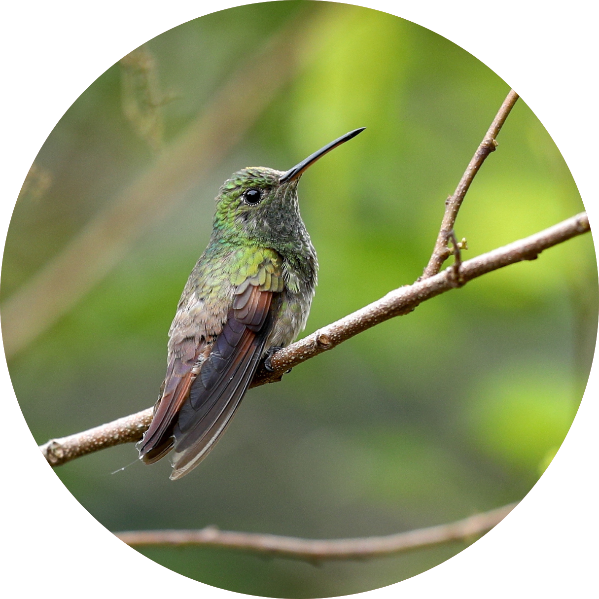 Berylline hummingbird | FWS.gov