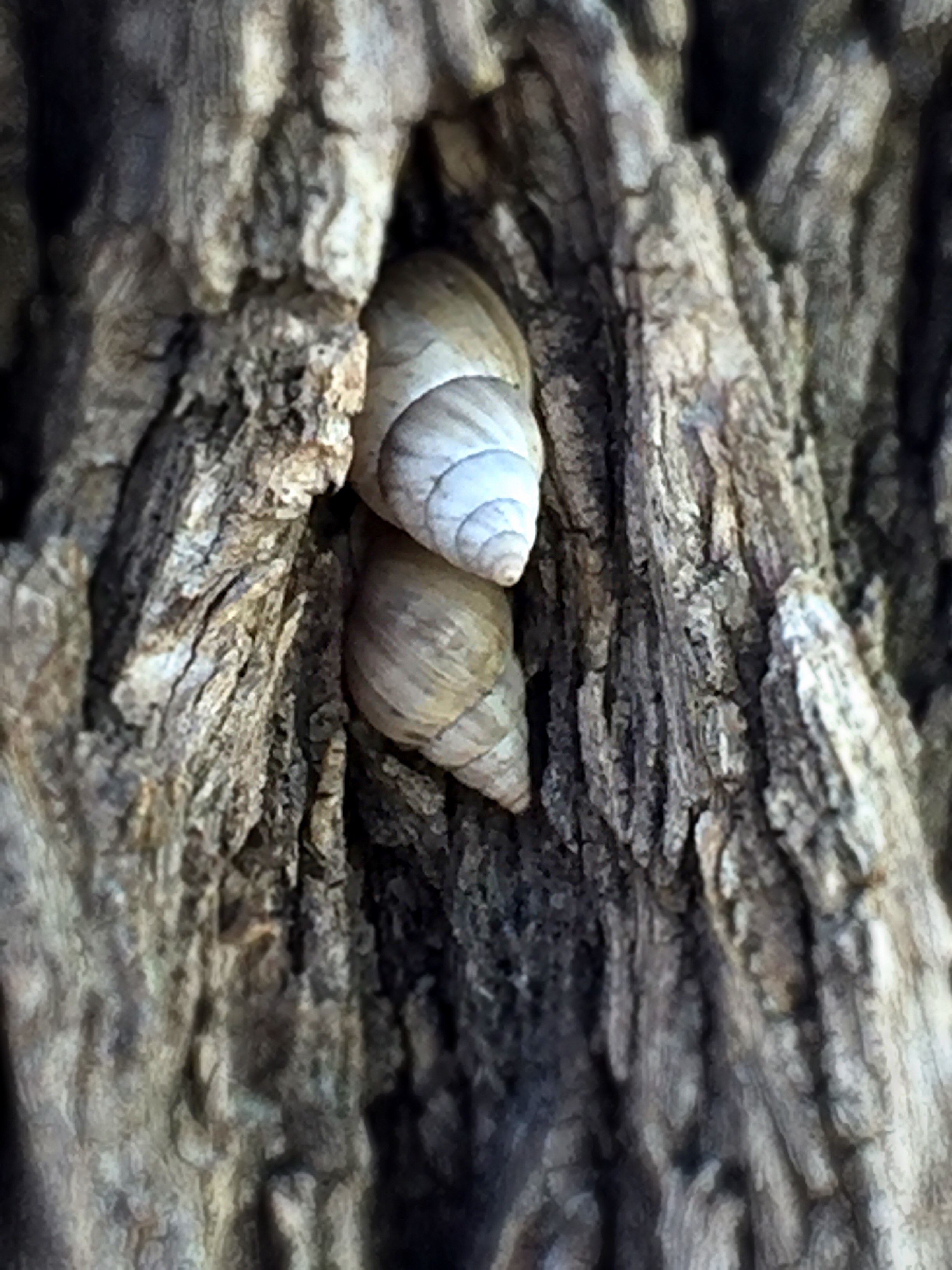 Snails in crevice of tree | FWS.gov