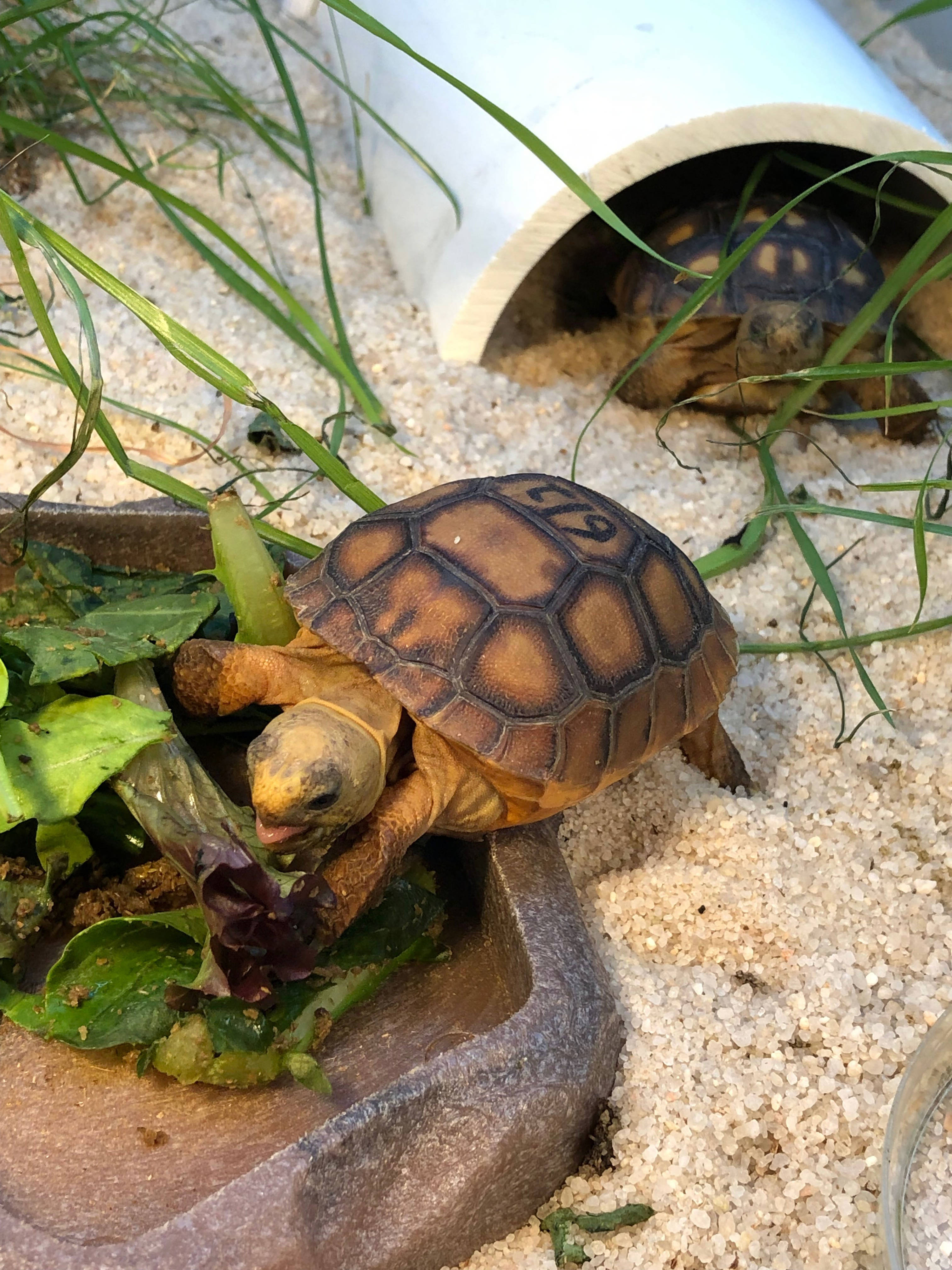 Hatchling Gopher tortoise feeding | FWS.gov
