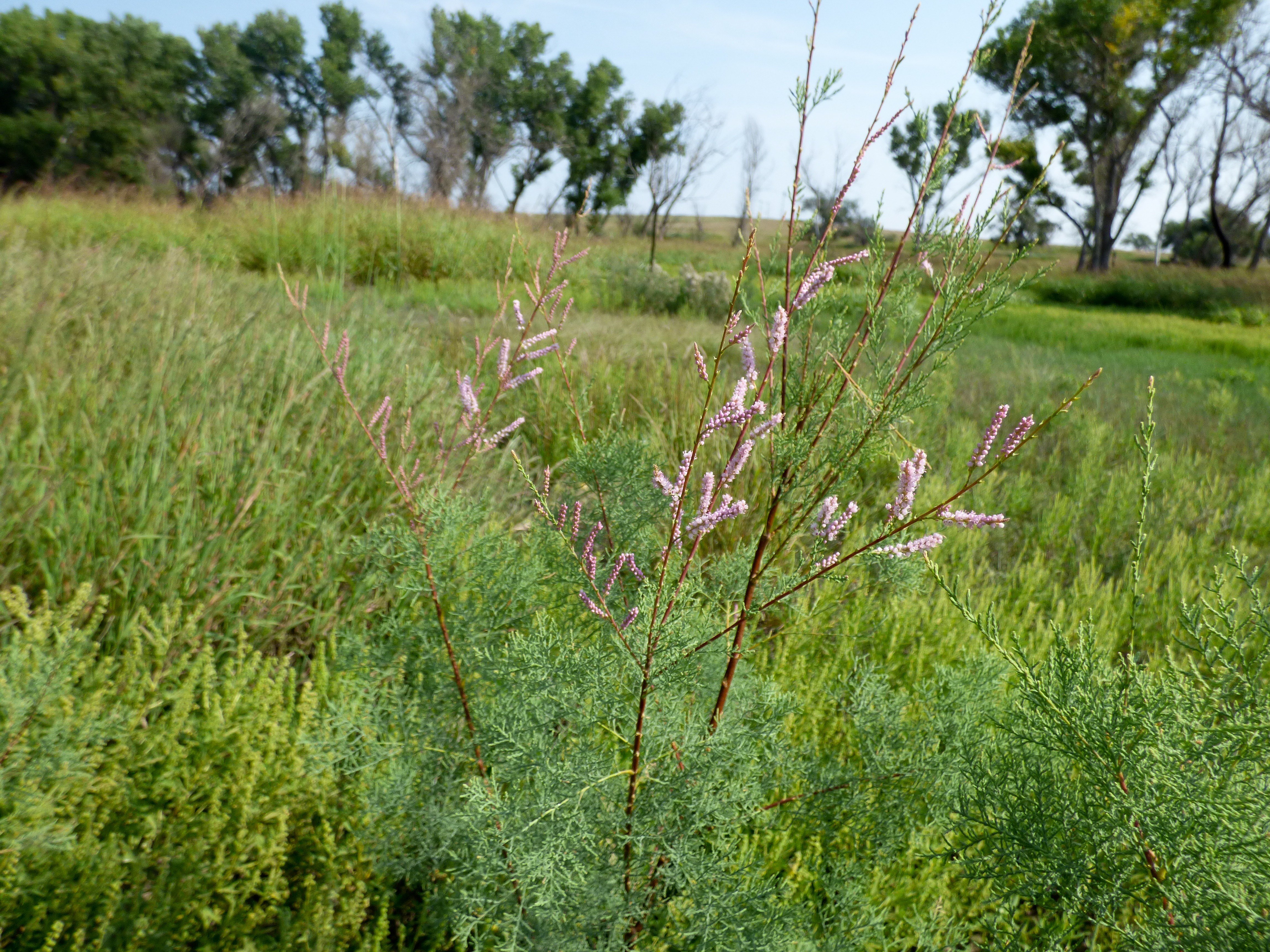 Saltcedar | FWS.gov