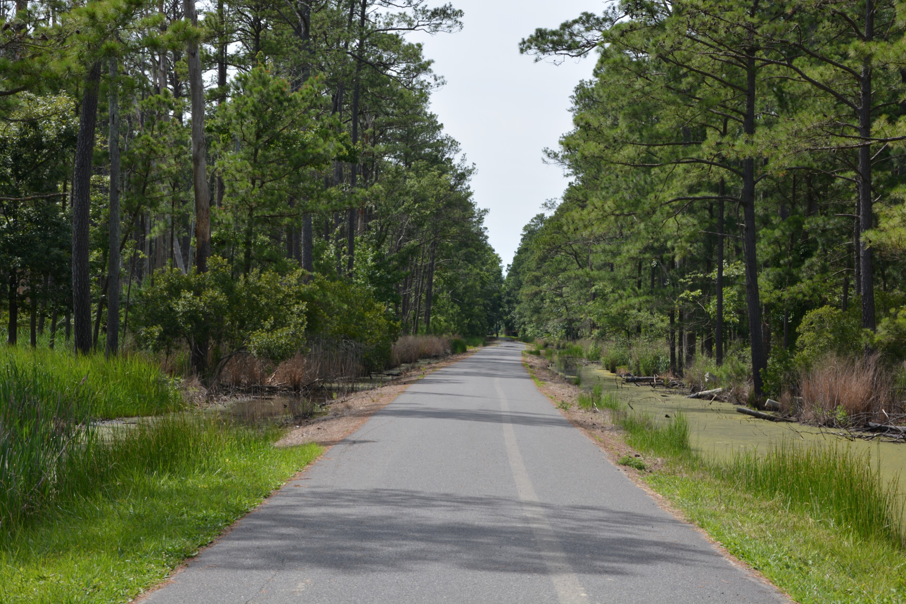Wildlife Drive at Blackwater NWR | FWS.gov