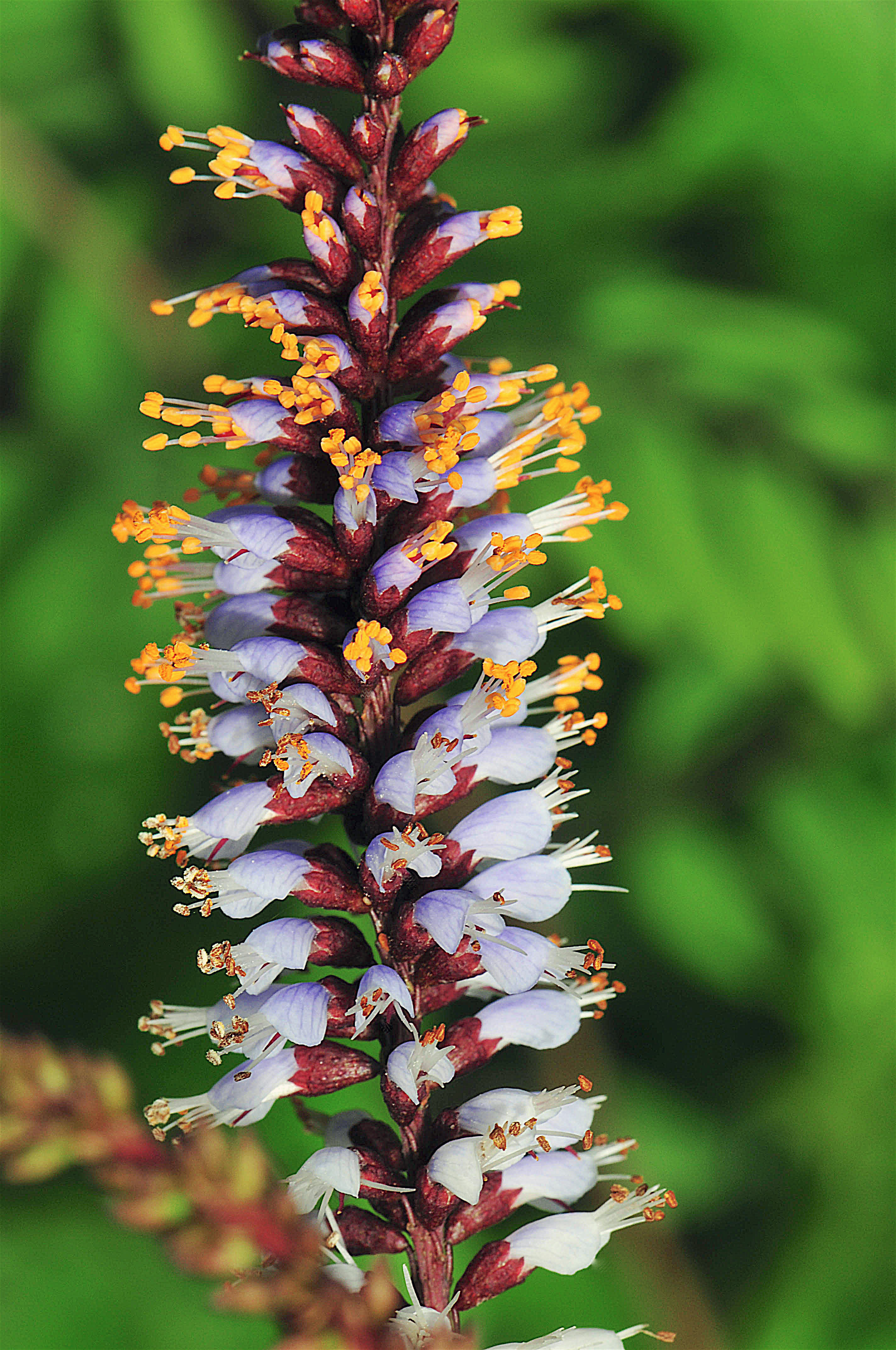 Crenulate Lead-Plant | FWS.gov