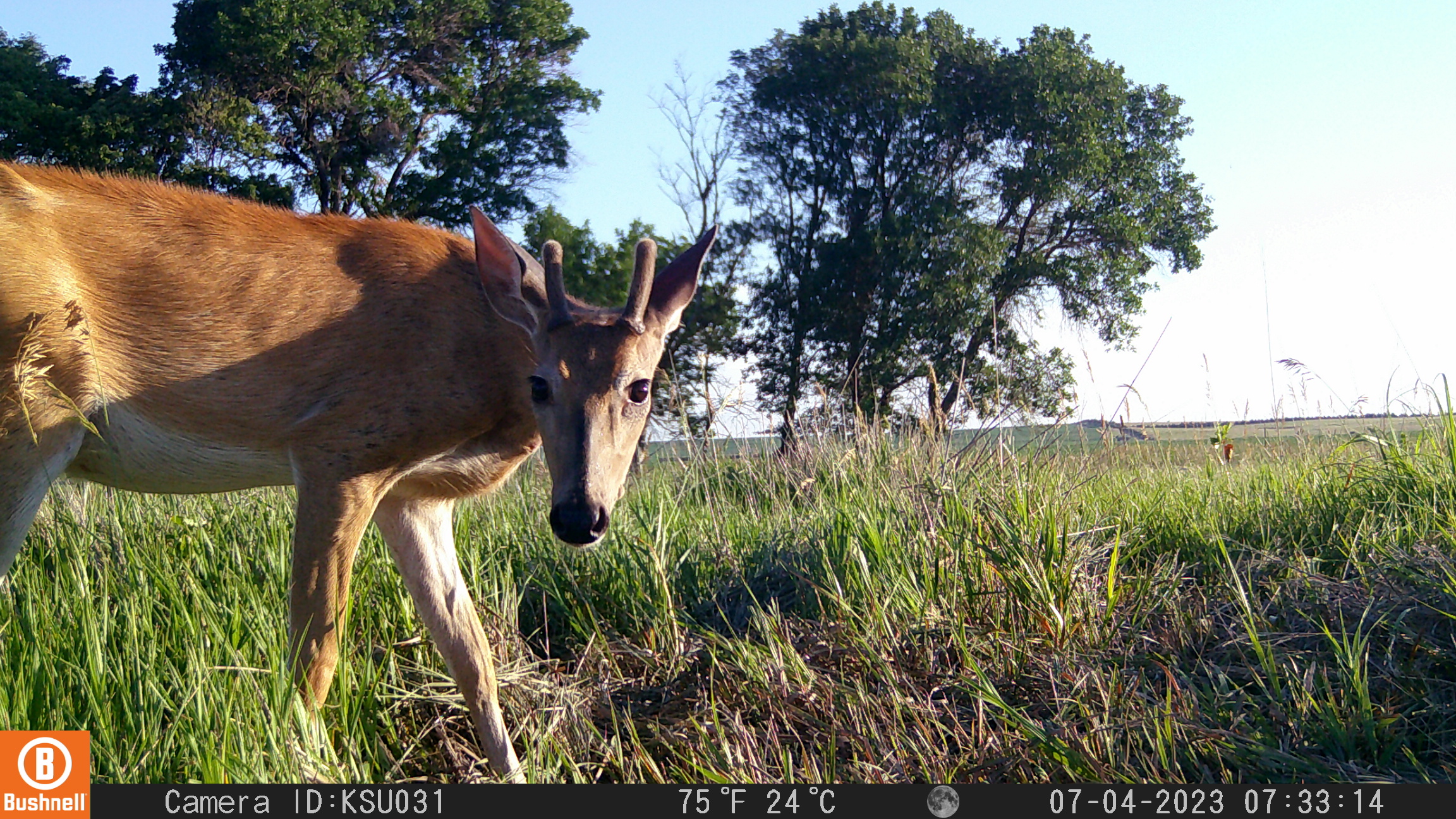 Spike on wildlife camera | FWS.gov