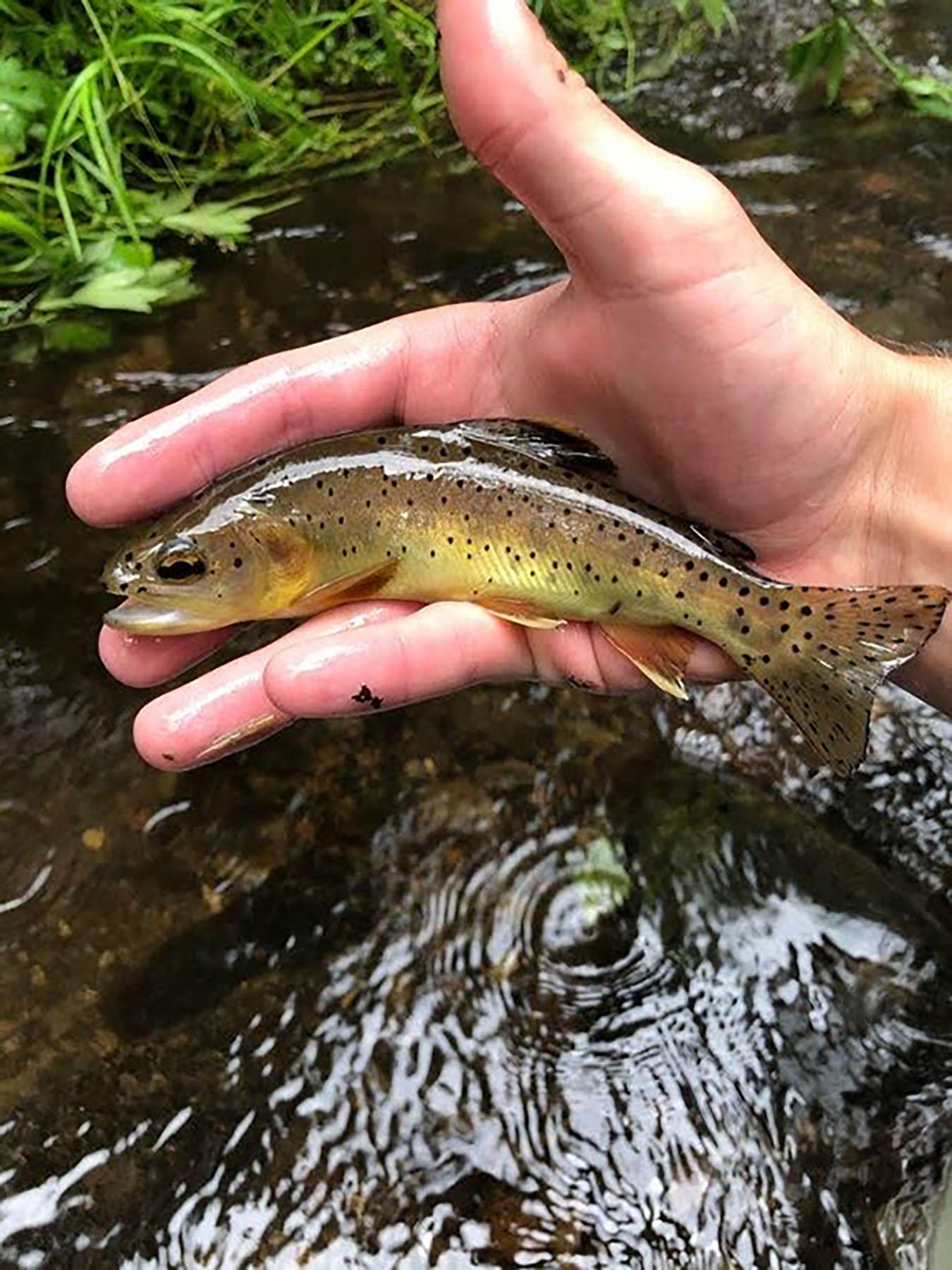 Apache trout | FWS.gov