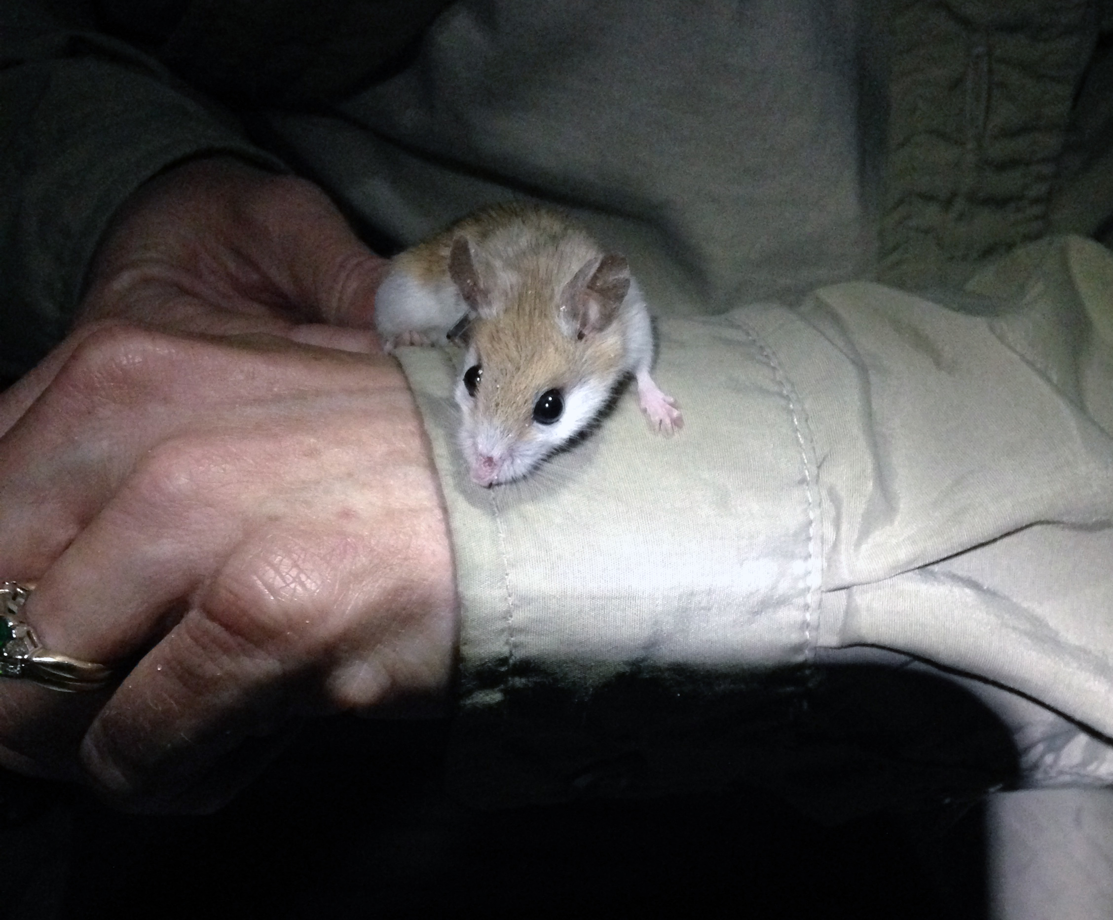 Choctawhatchee Beach Mouse | FWS.gov