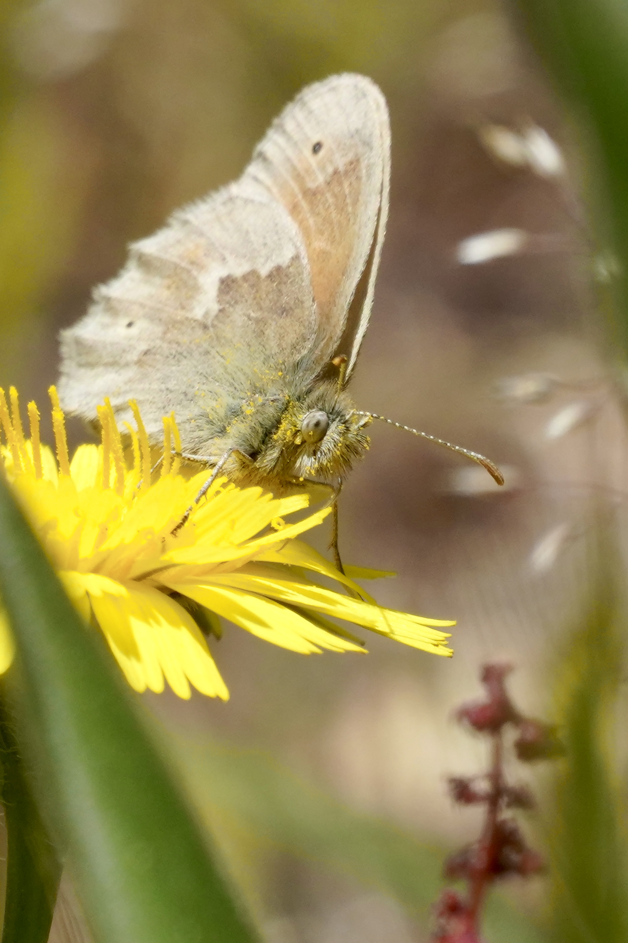 Ochre Ringlet (Coenonympha california) | FWS.gov