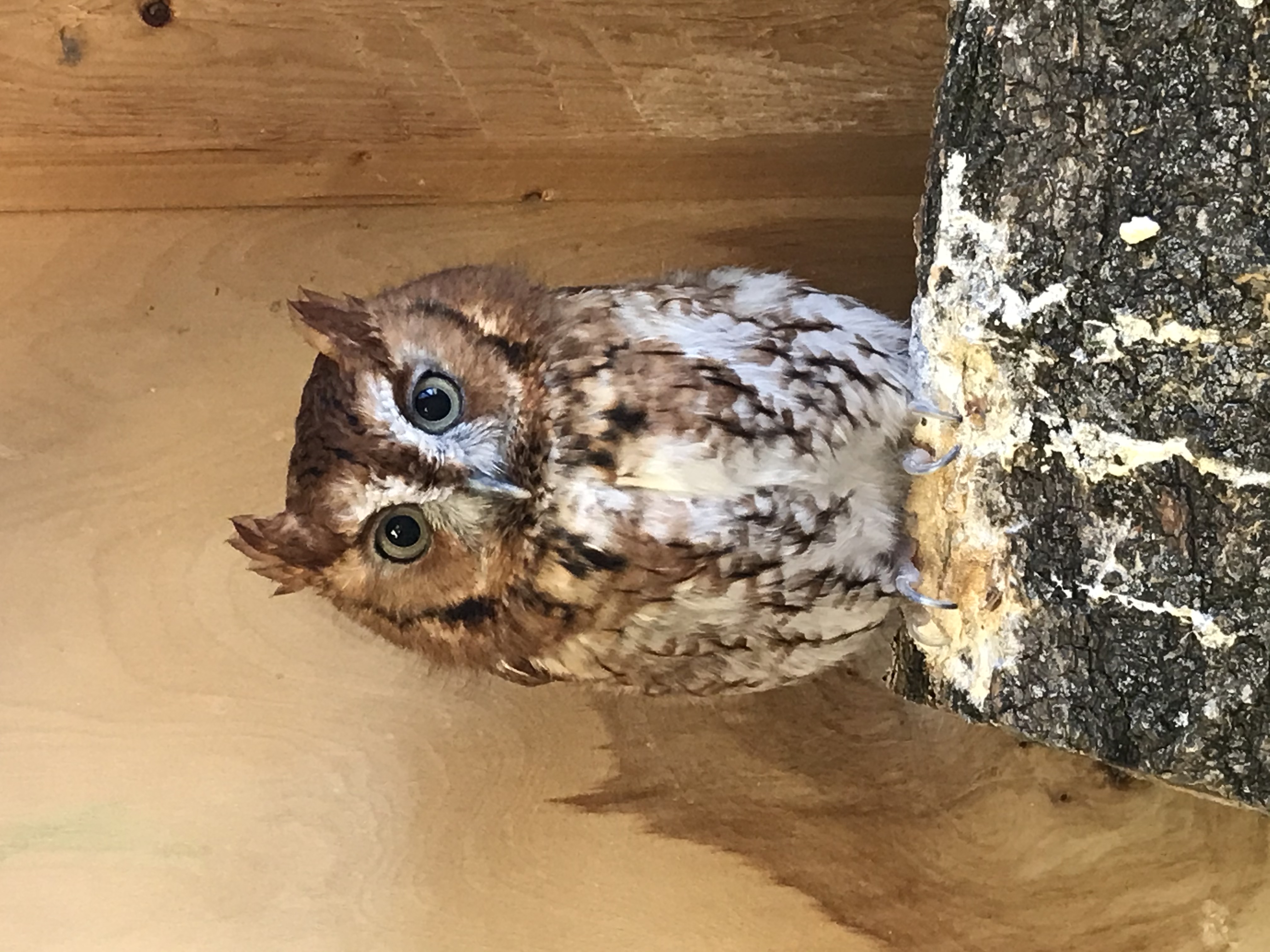 Luna - FWS Eastern screech-owl ambassador | FWS.gov