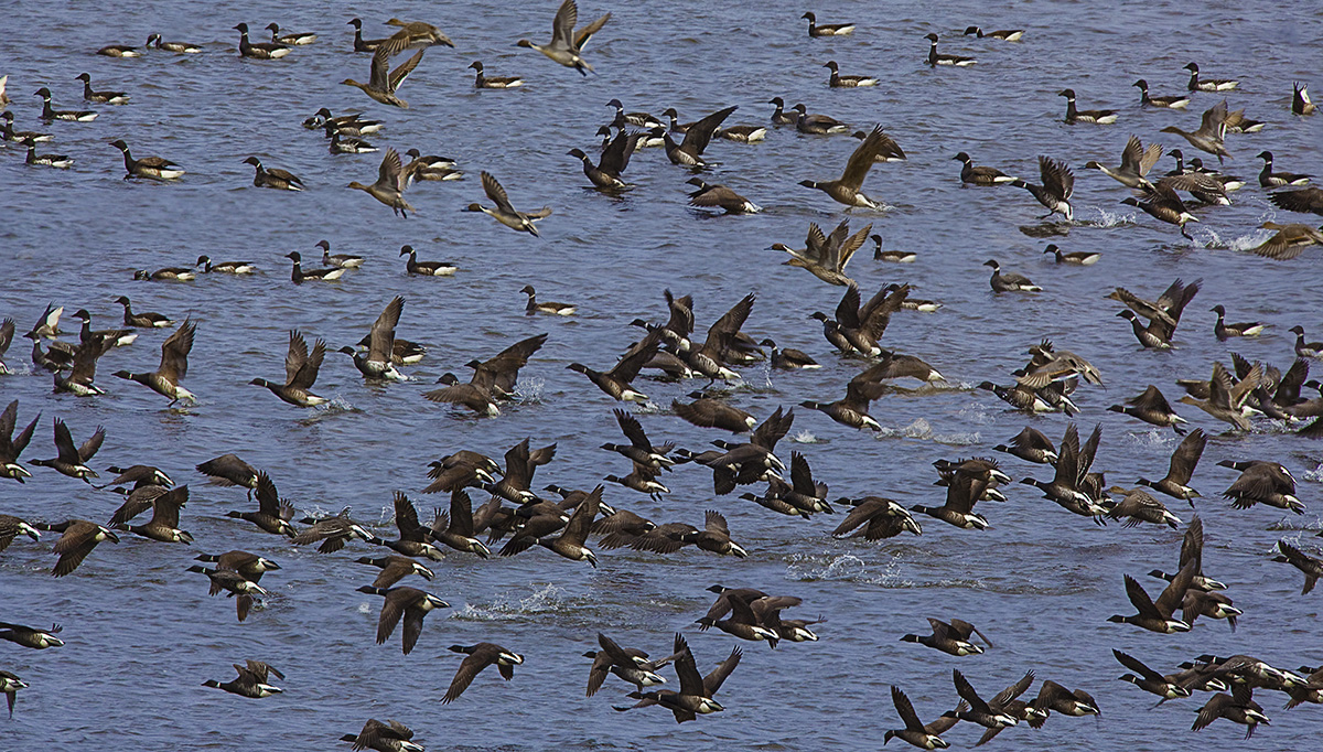 Pacific black brant at Izembek Lagoon | FWS.gov
