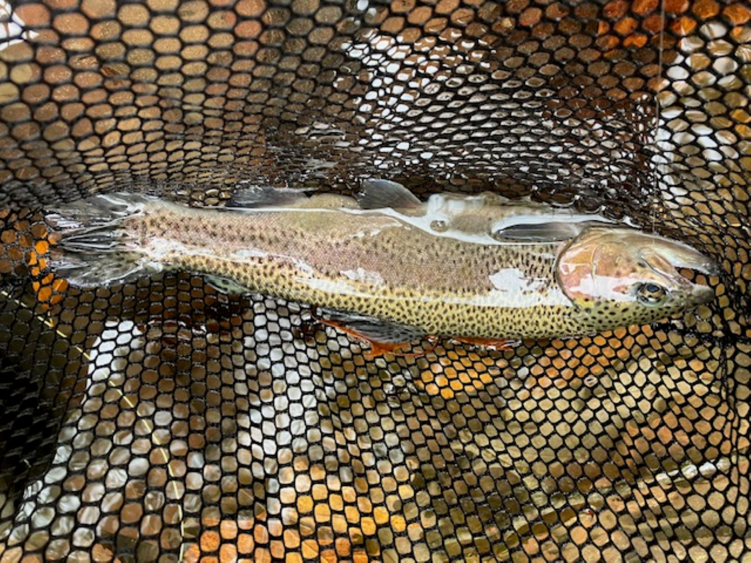 Rainbow trout in net | FWS.gov