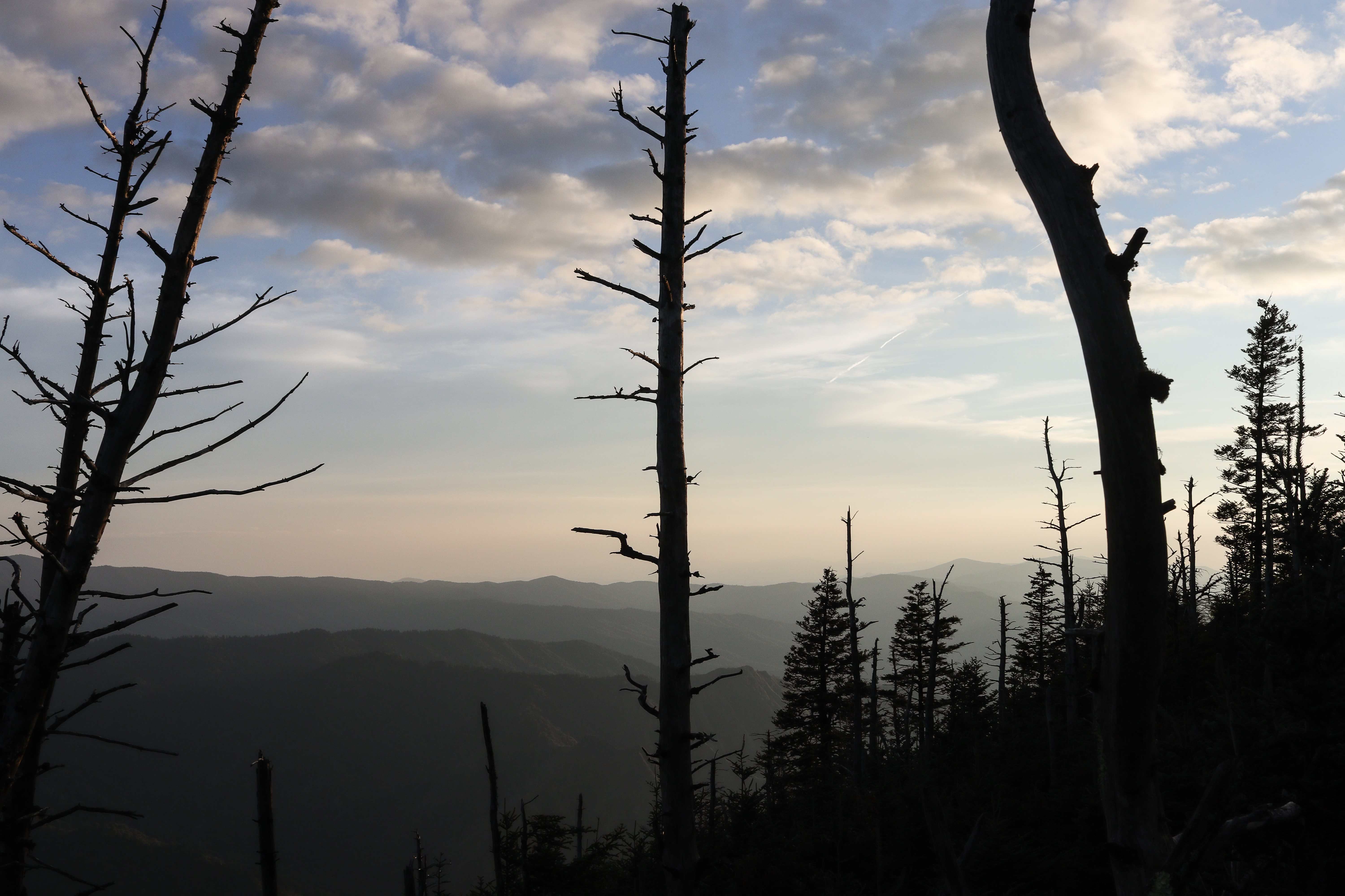 Dead Fraser fir in Great Smoky Mountains National Park. | FWS.gov